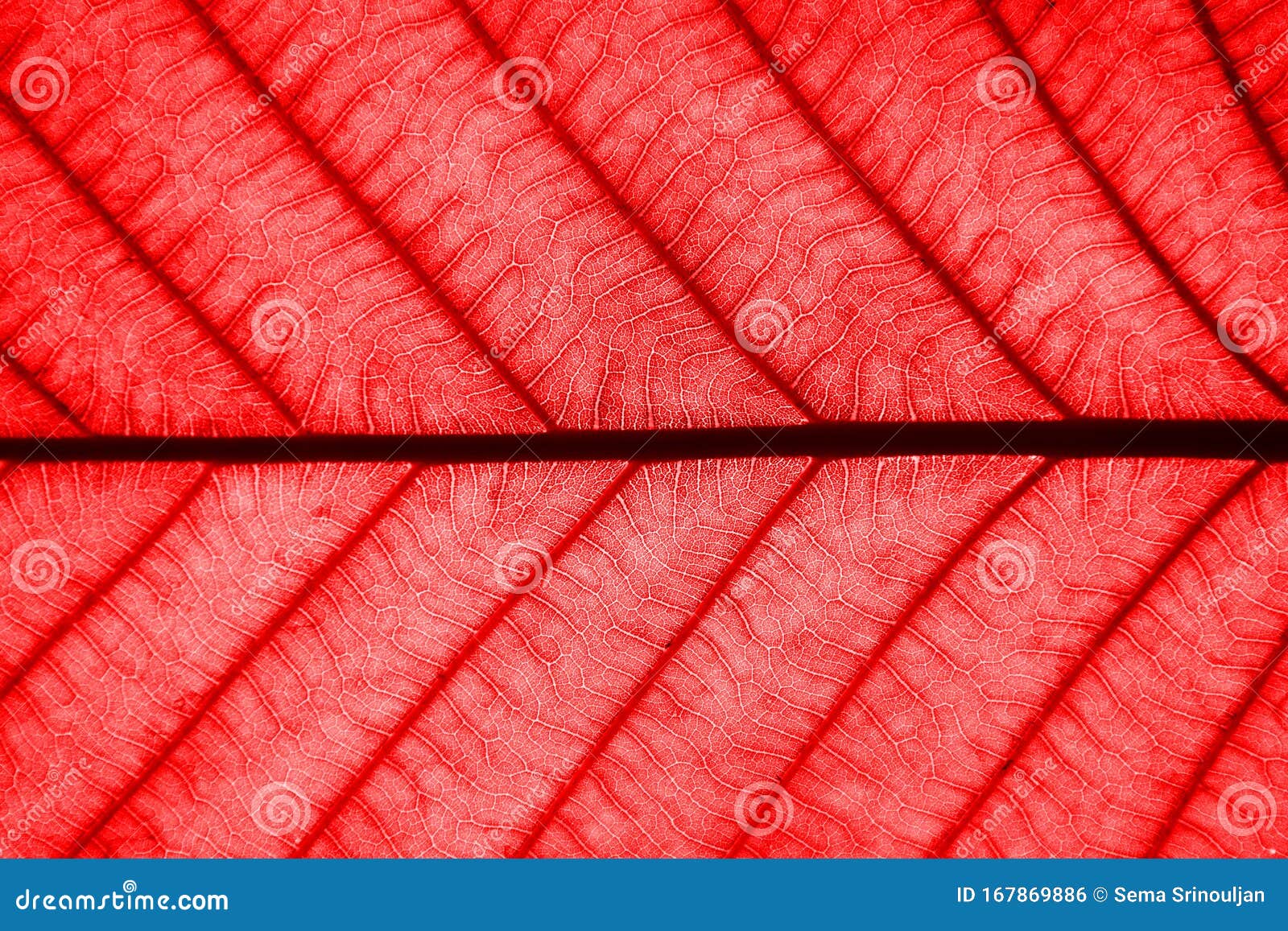 Perfect red leaf patterns. stock photo. Image of shadow - 167869886