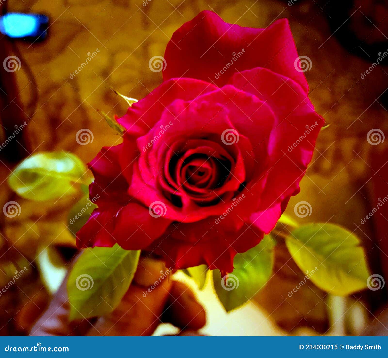 Perfect Red Rose stock image. Image of perfect, flower - 234030215