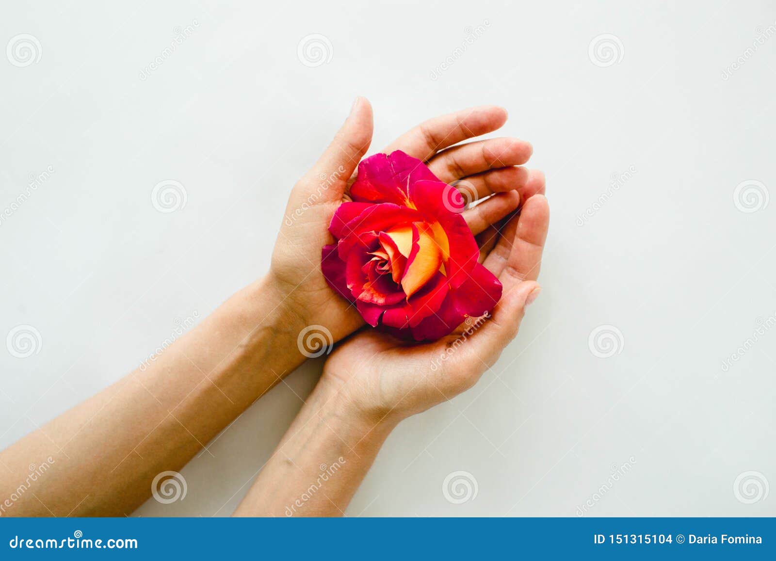 Perfect Red Rose in Hands on White Background Stock Photo - Image of ...
