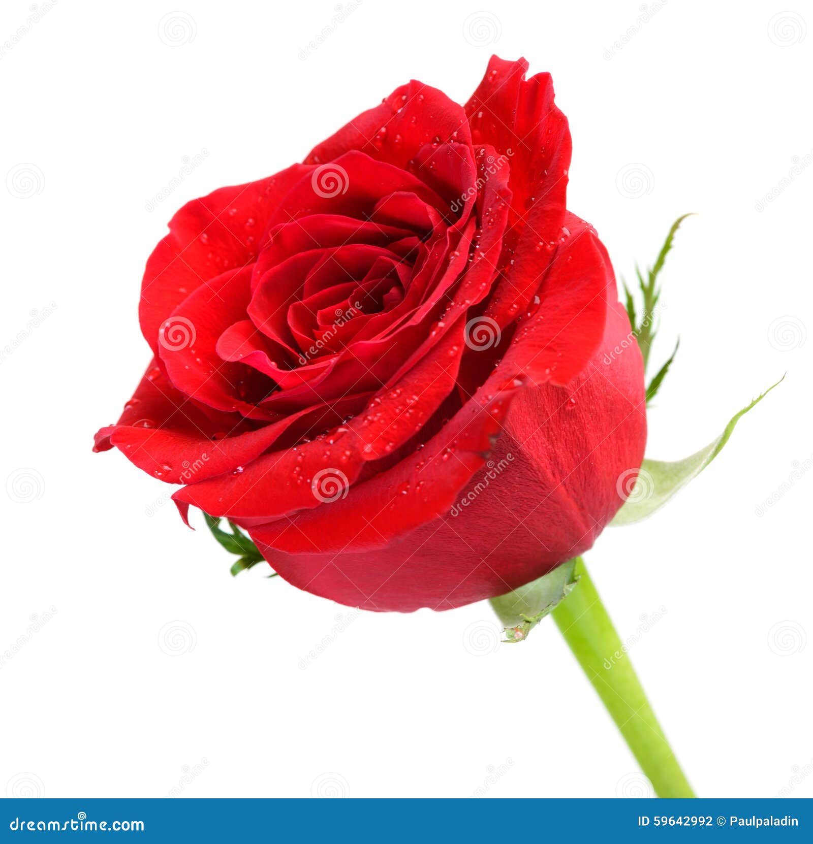 Perfect red rose stock photo. Image of romantic, flowers - 59642992
