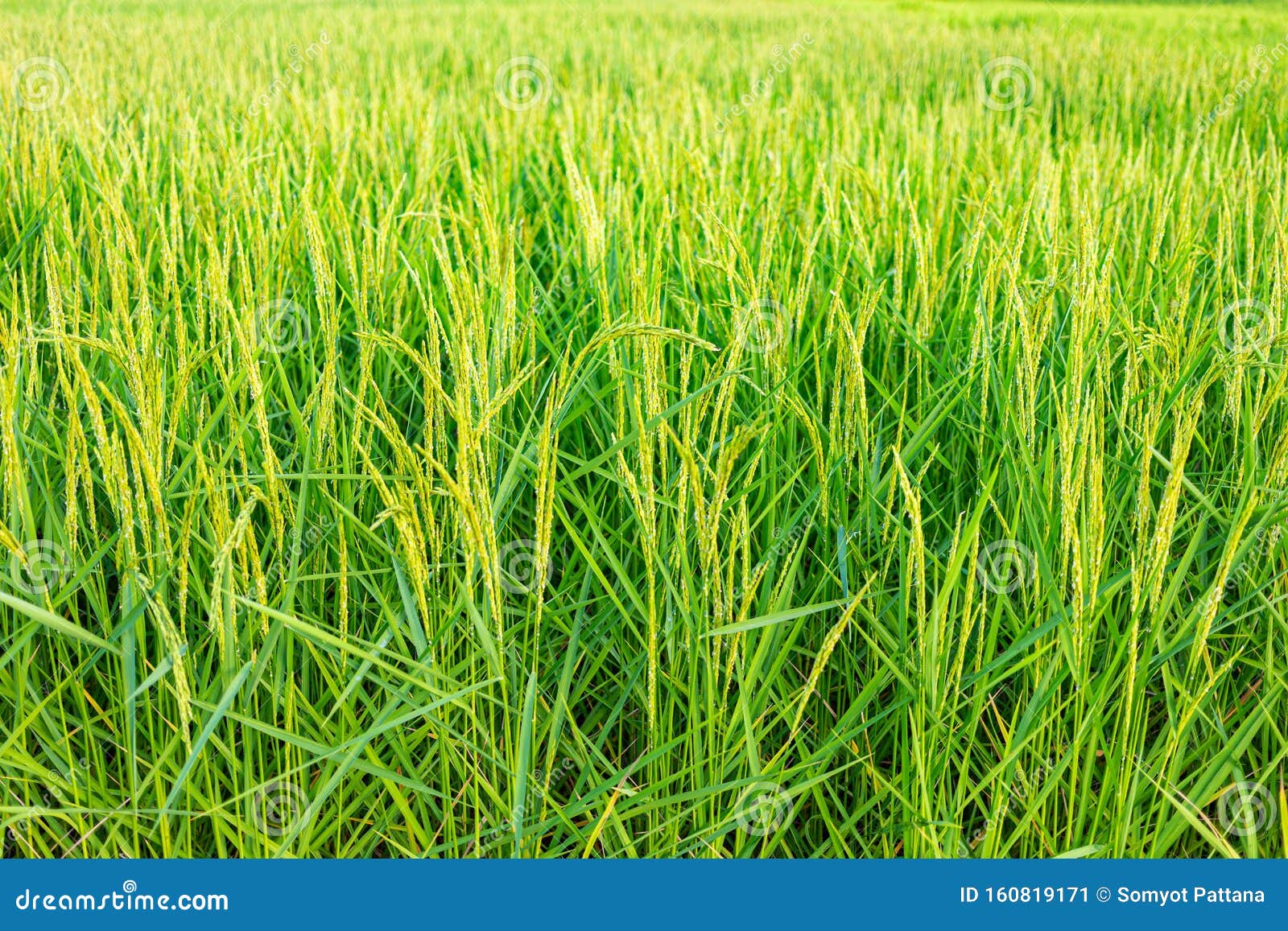 A Perfect Rice Farm Background Stock Image - Image of background ...