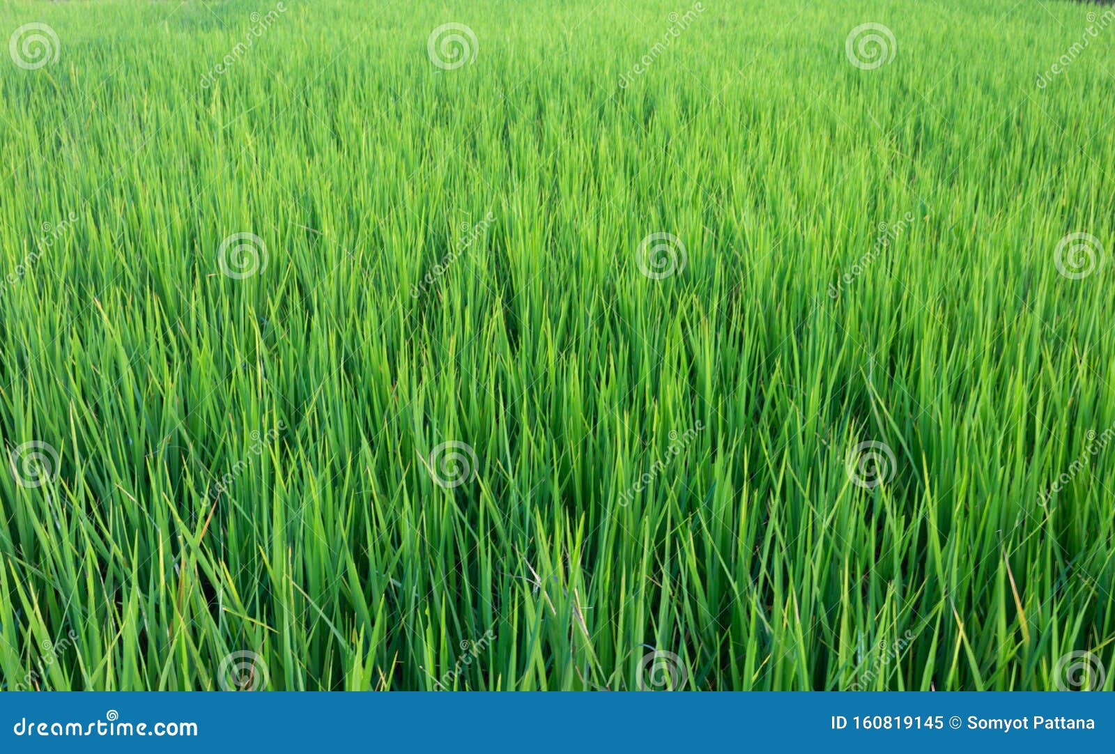 The Perfect Rice Farm Background Stock Image - Image of asia, green ...