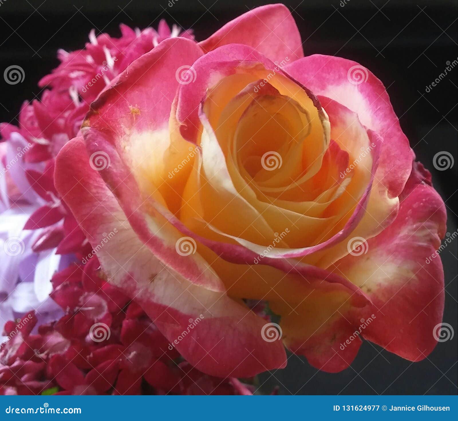 A perfect Rose stock image. Image of rose, garden, perfect - 131624977