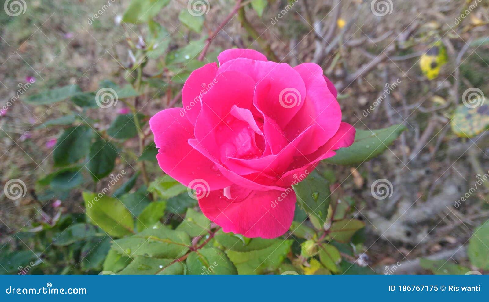Perfect Rose with Raindrops Stock Image - Image of shrub, blossom ...