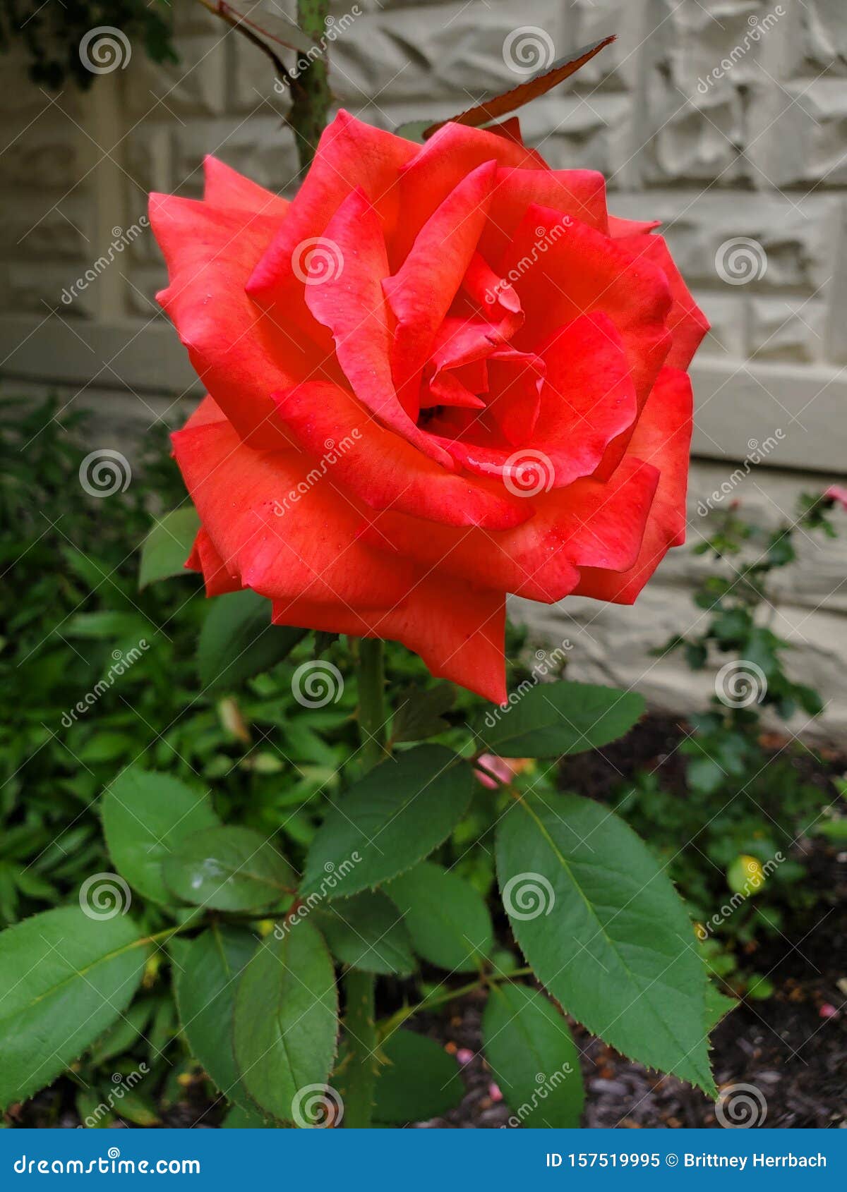 Perfect Red Rose On A Gold Background Royalty-Free Stock Photography ...