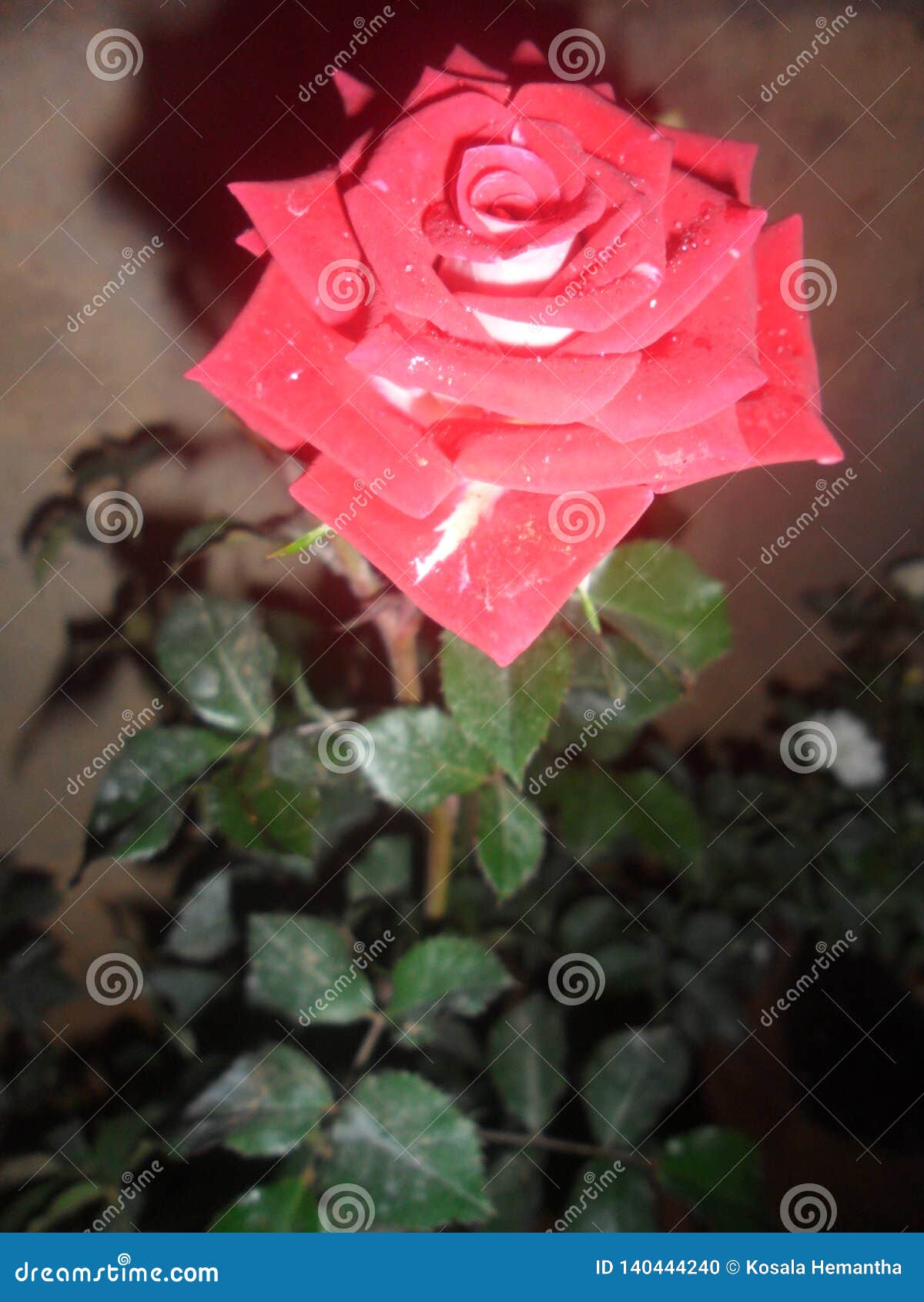 Perfect rose stock photo. Image of blooming, blossom - 140444240