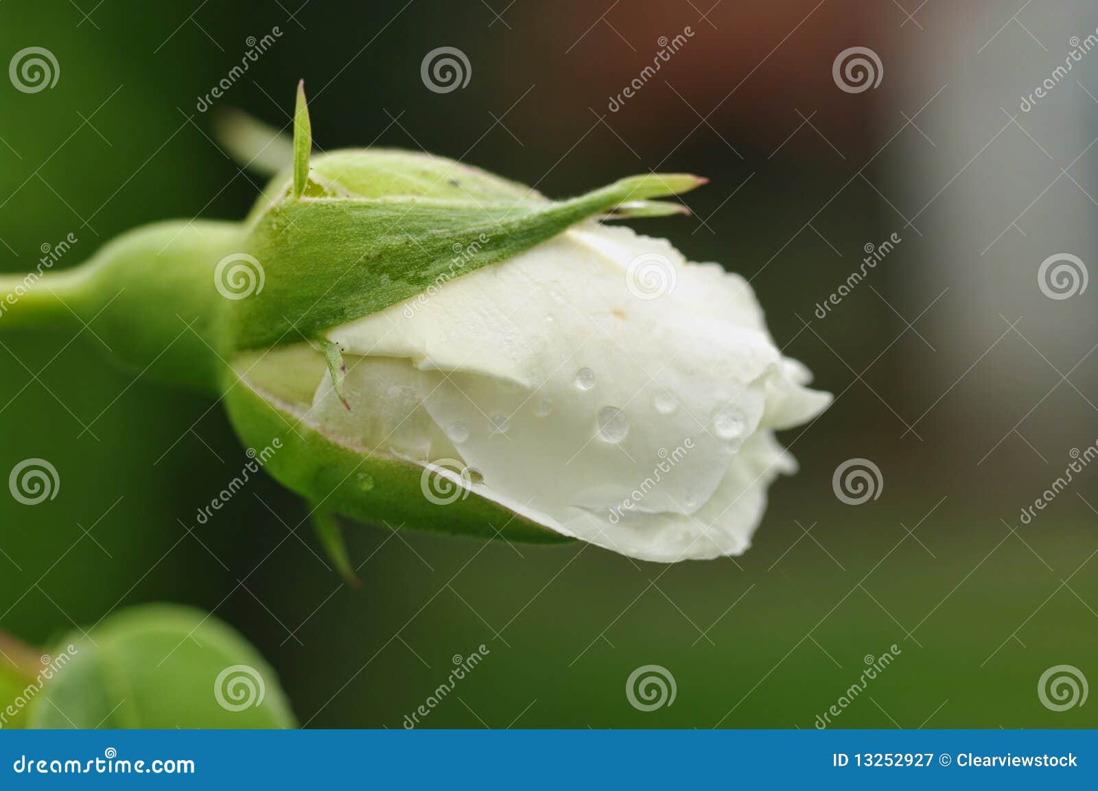 Perfect rosebud stock image. Image of perfect, rose, rosebud - 13252927