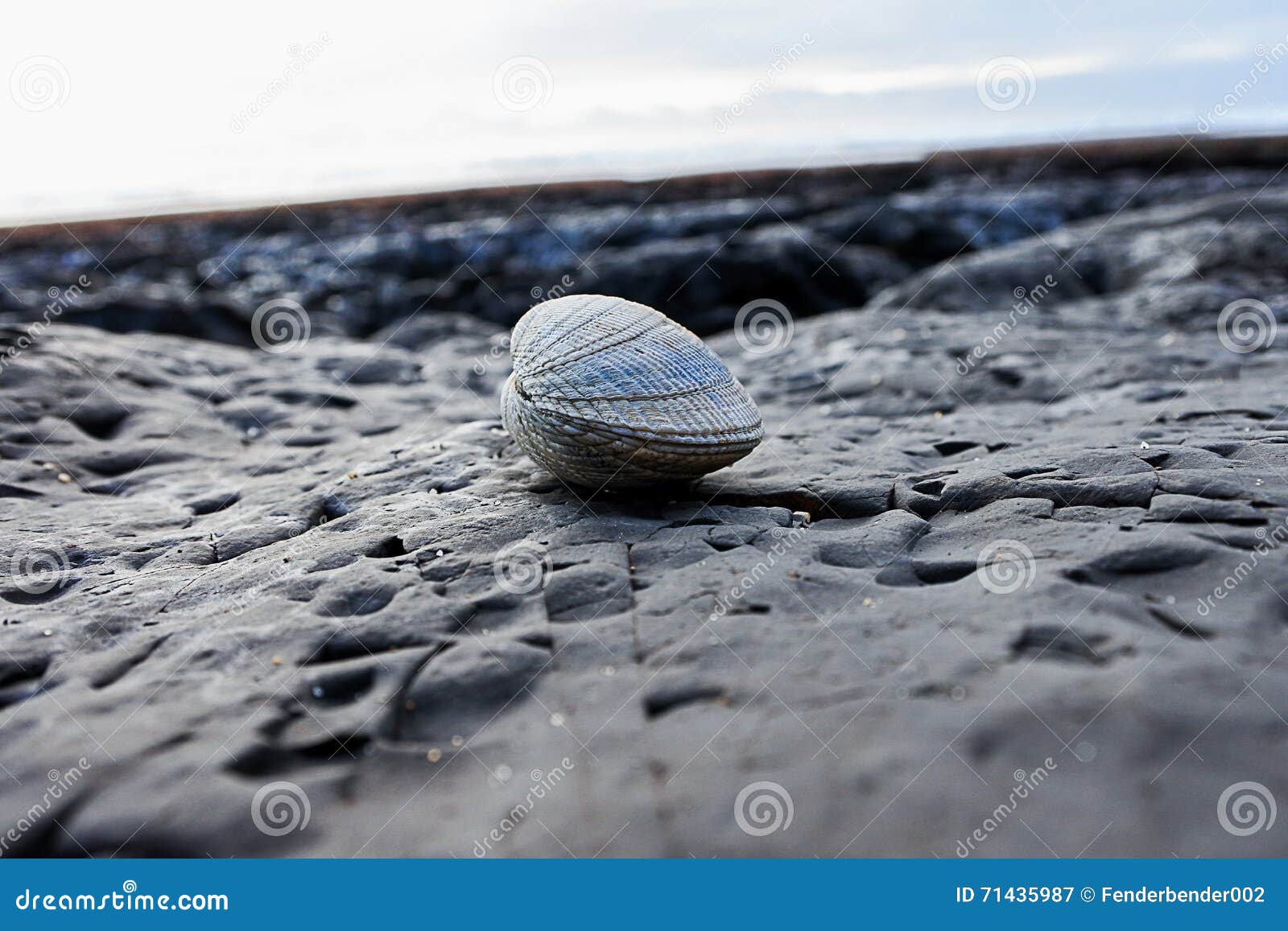 Perfect Sea Shell on Rock at Tide-pools Stock Image - Image of stone ...