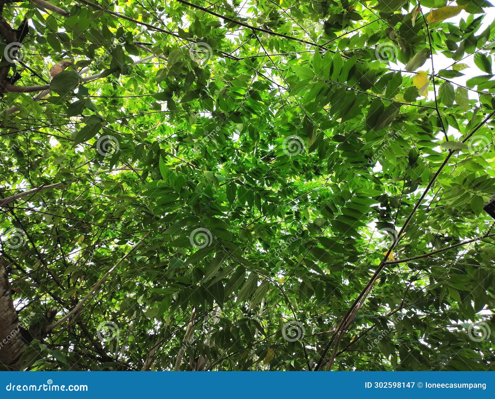 Perfect Shaded Tree stock image. Image of nature, tree - 302598147