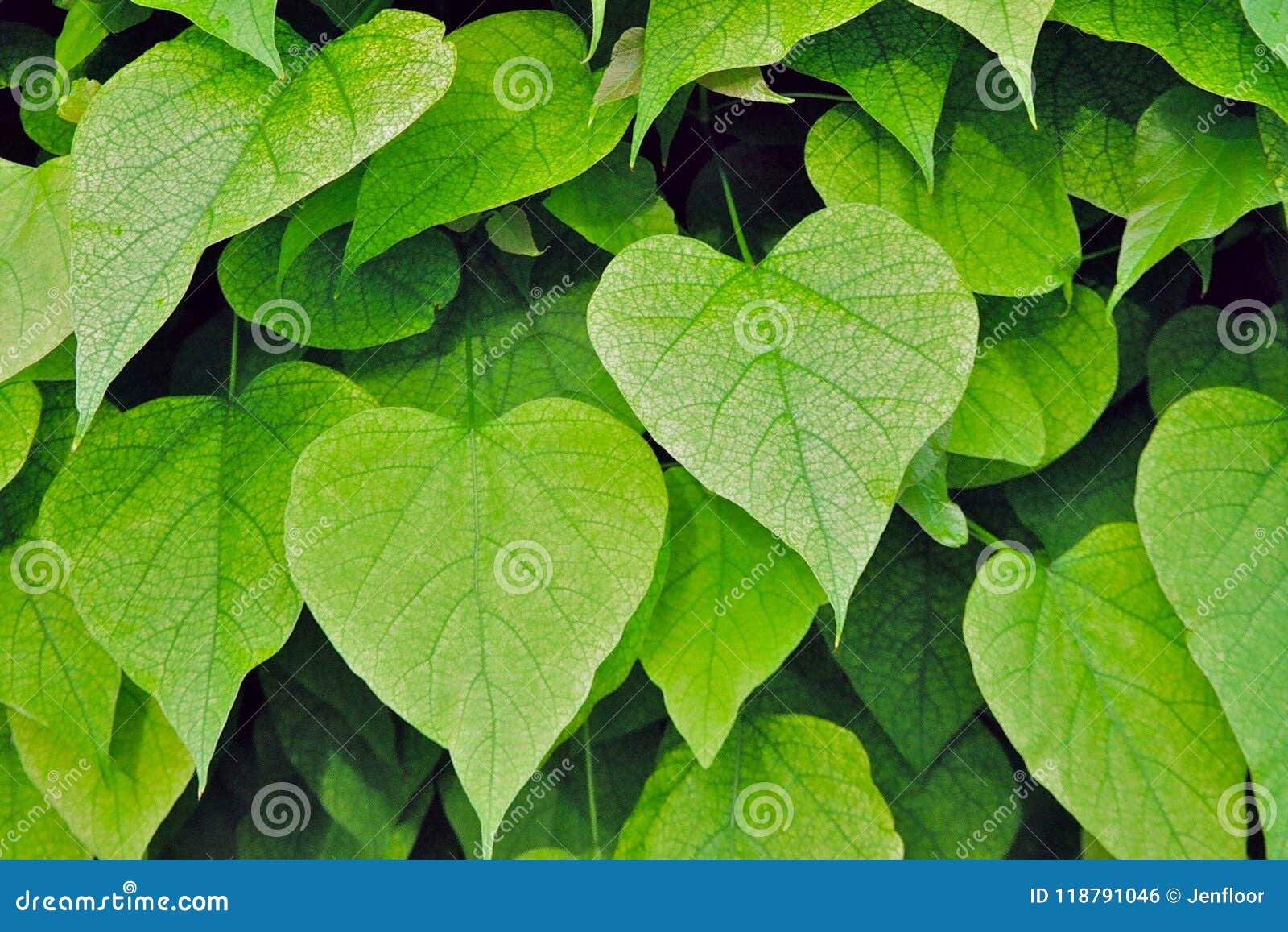 Heart Leaves, from the Heart Stock Photo - Image of pretty, foliage ...
