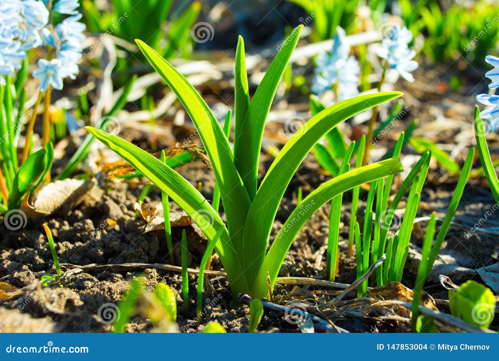 Spring Blooming Green Grass Side View. Spring Background Stock Photo ...