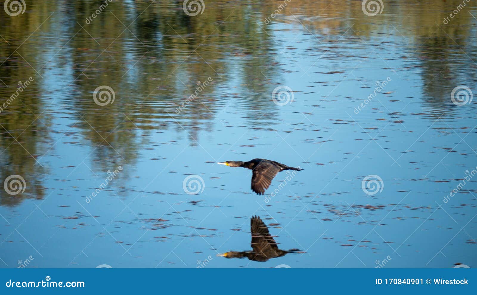 Perfect Shot of a Duck Flying Over a Lake with Its Reflection on the ...