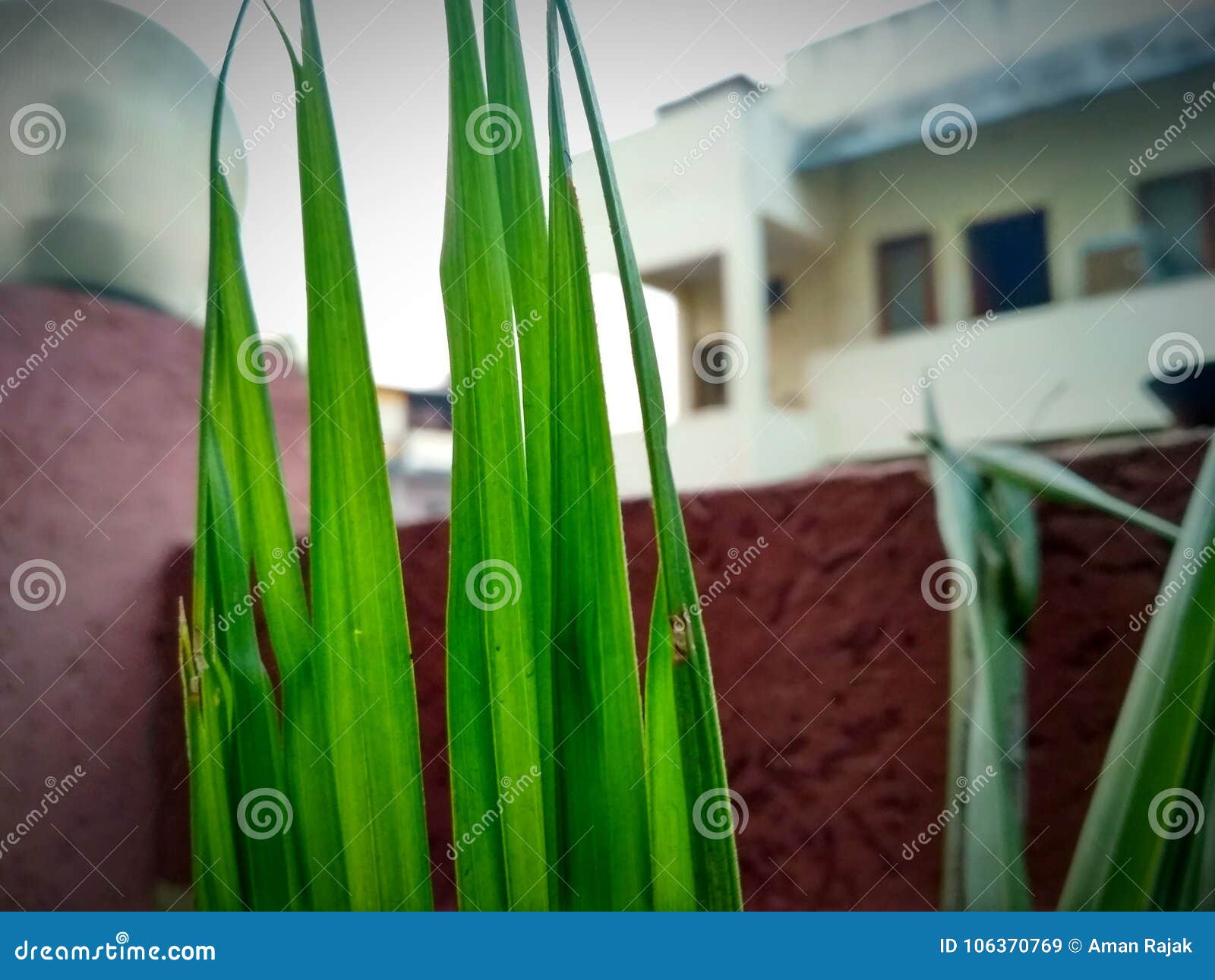 Perfect shot stock image. Image of beautiful, amazing - 106370769