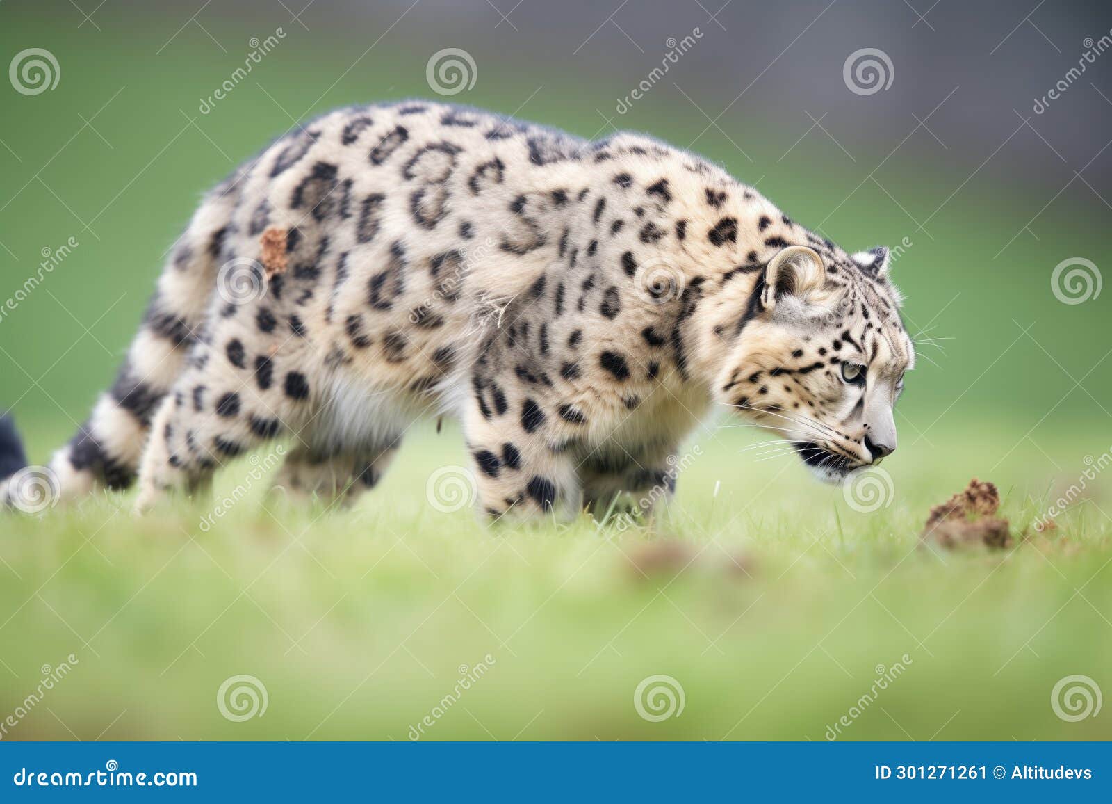 Perfect Side View of Snow Leopard Stalking Stock Image - Image of ...