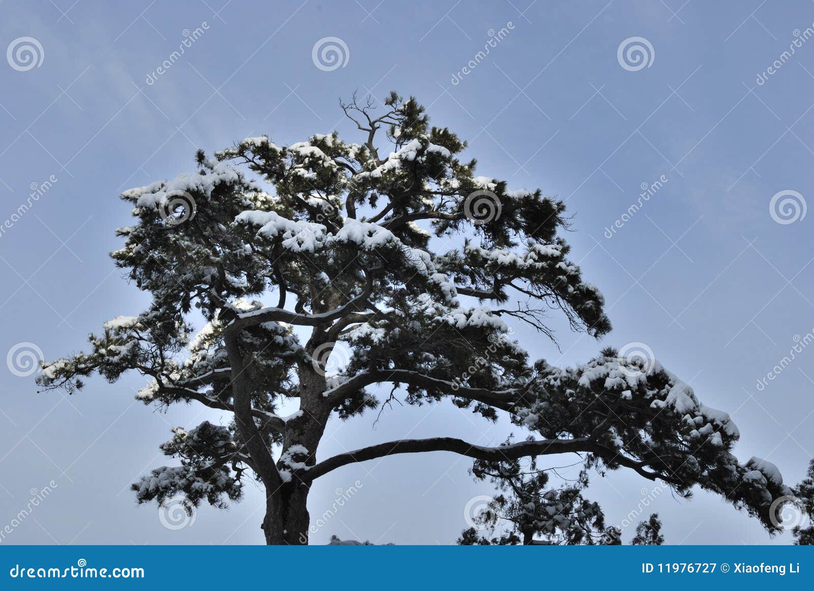 A Perfect Snow Pine Tree stock image. Image of posture - 11976727