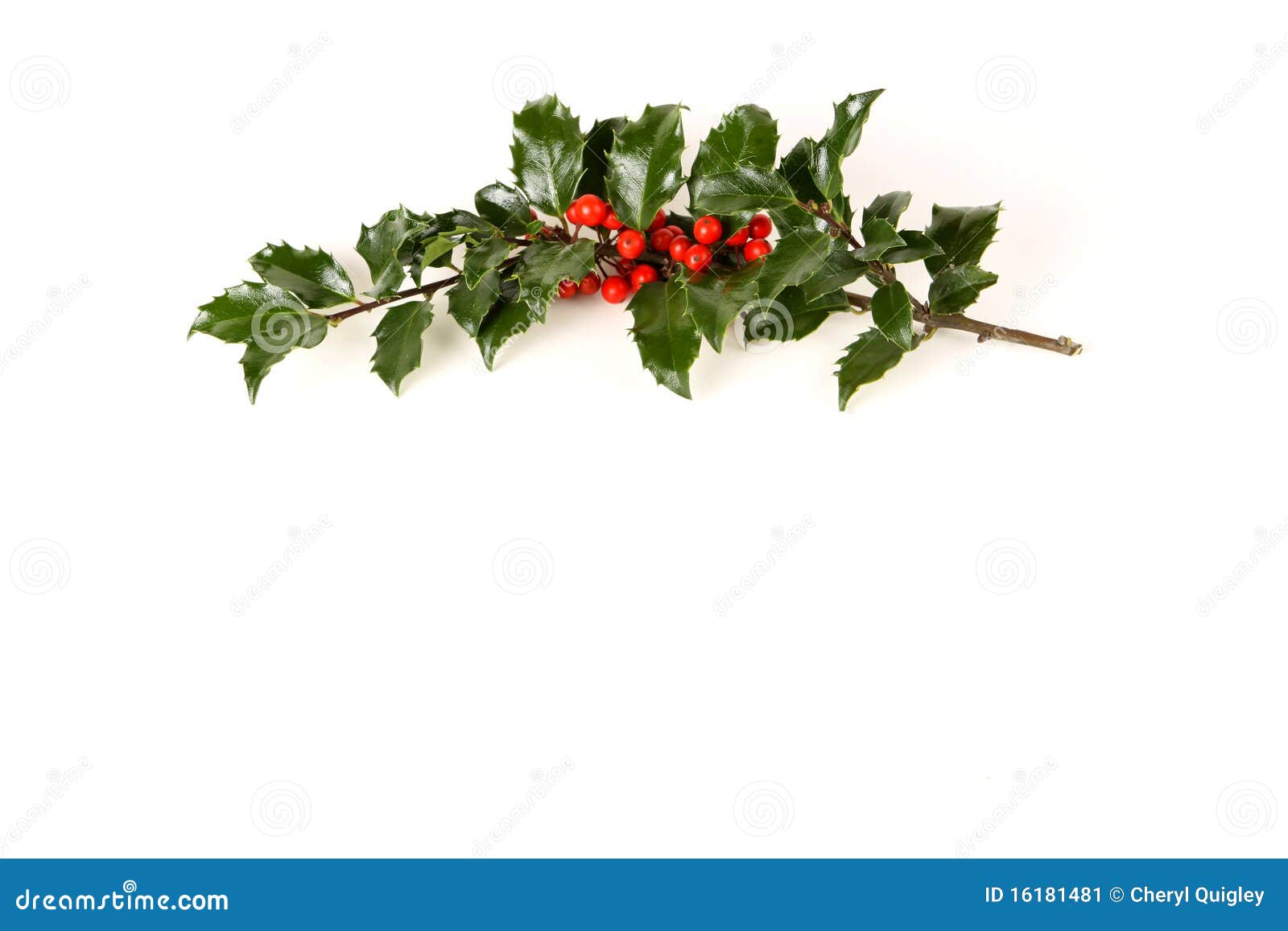 Perfect Sprig of Holly stock image. Image of fresh, green - 16181481