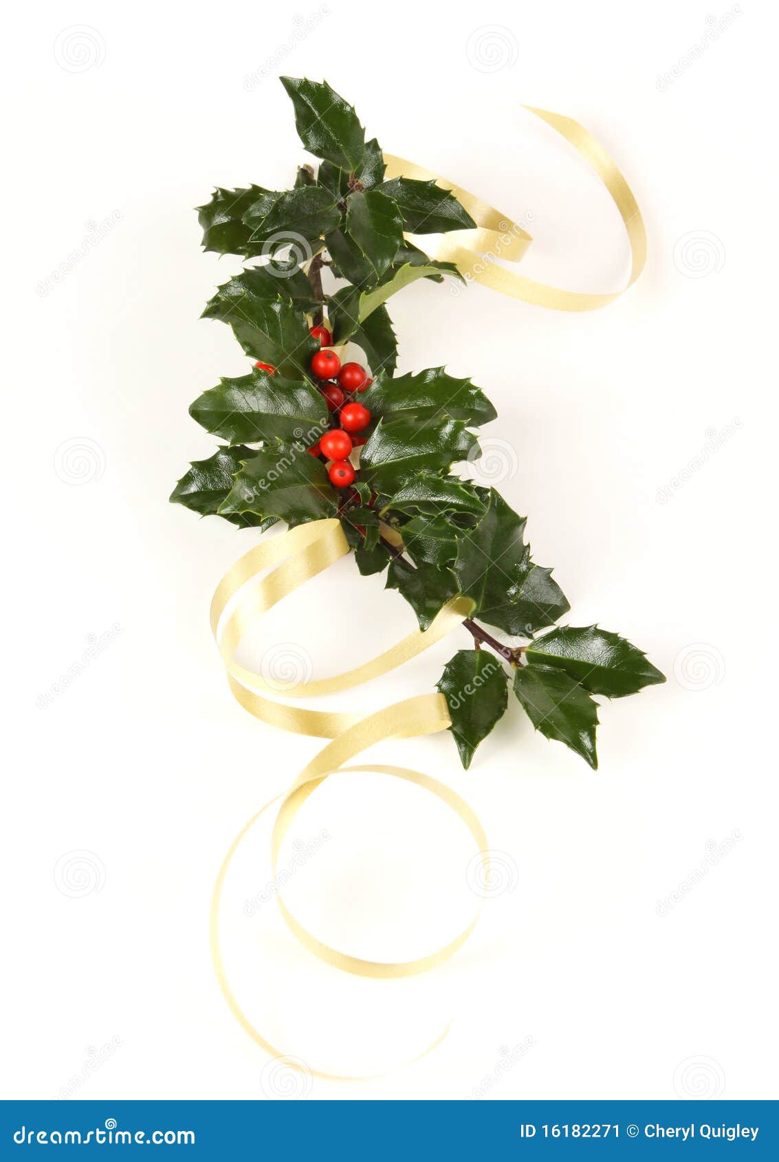 Perfect Sprig of Holly stock image. Image of decoration - 16182271