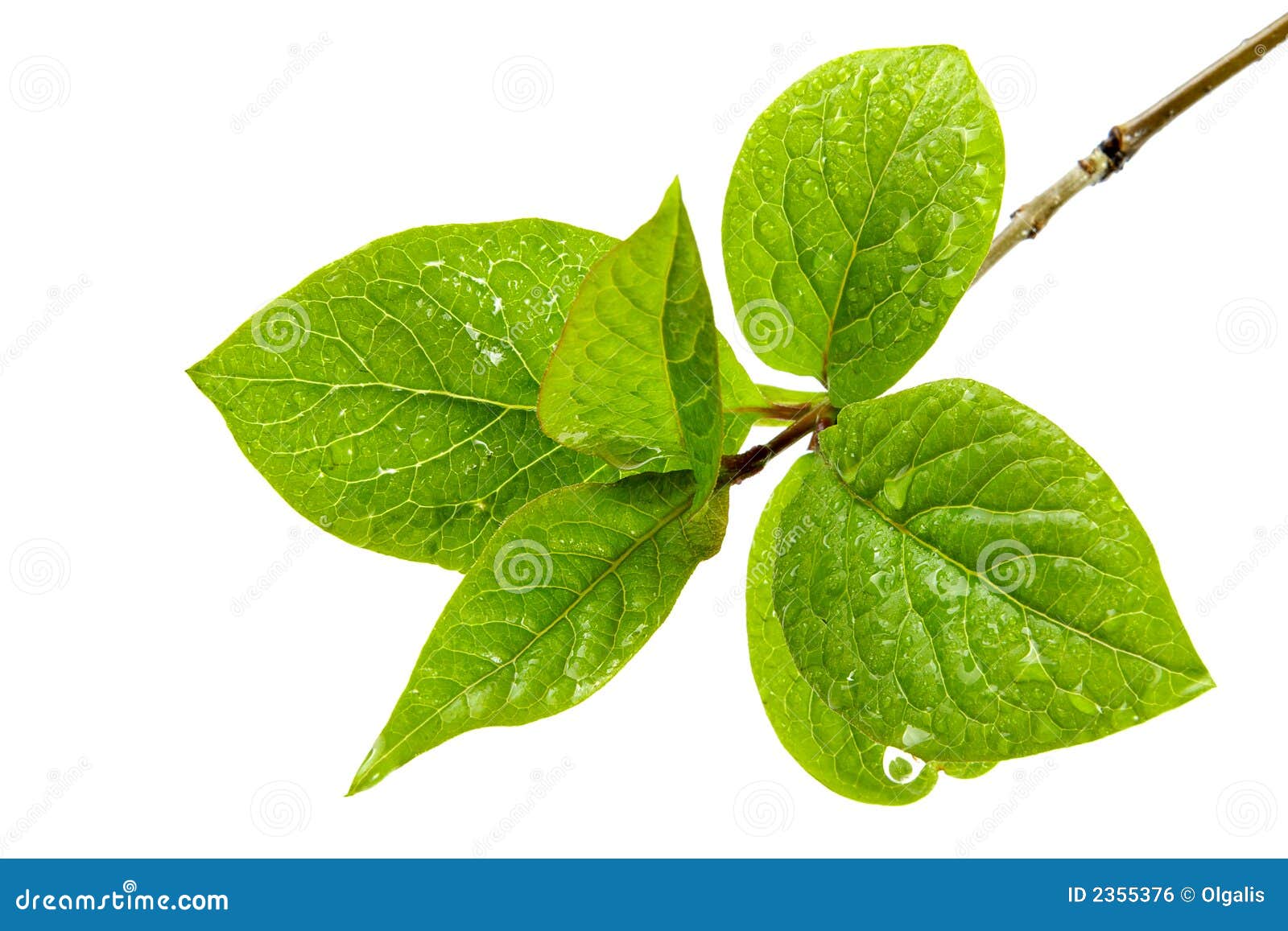 Perfect spring foliage stock photo. Image of element, isolated - 2355376