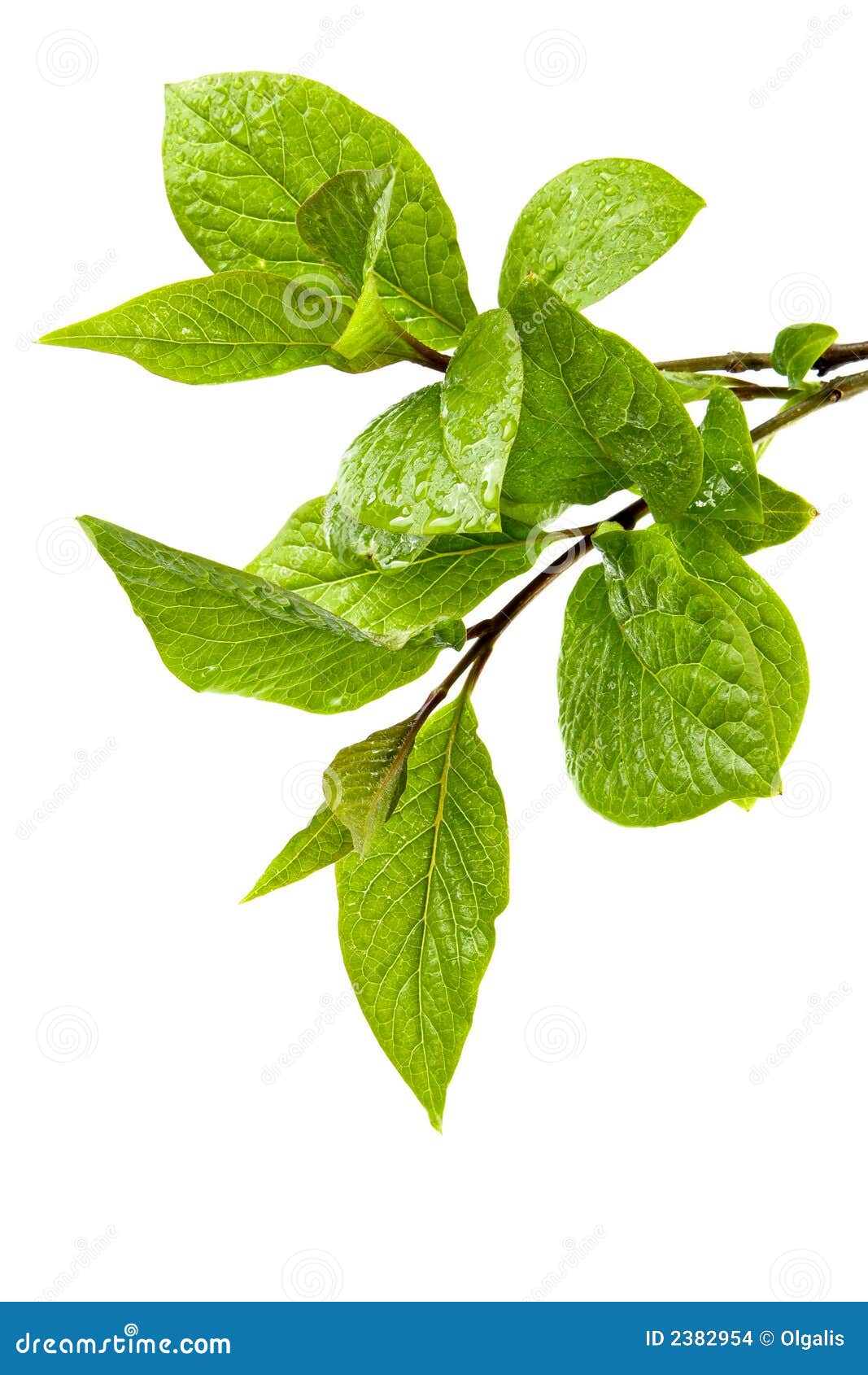 Perfect spring foliage stock photo. Image of freshness - 2382954