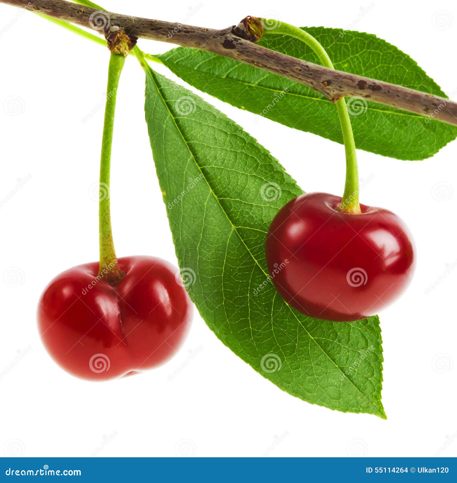 Perfect Sweet Cherries with the Leaf Isolated on a White Background ...