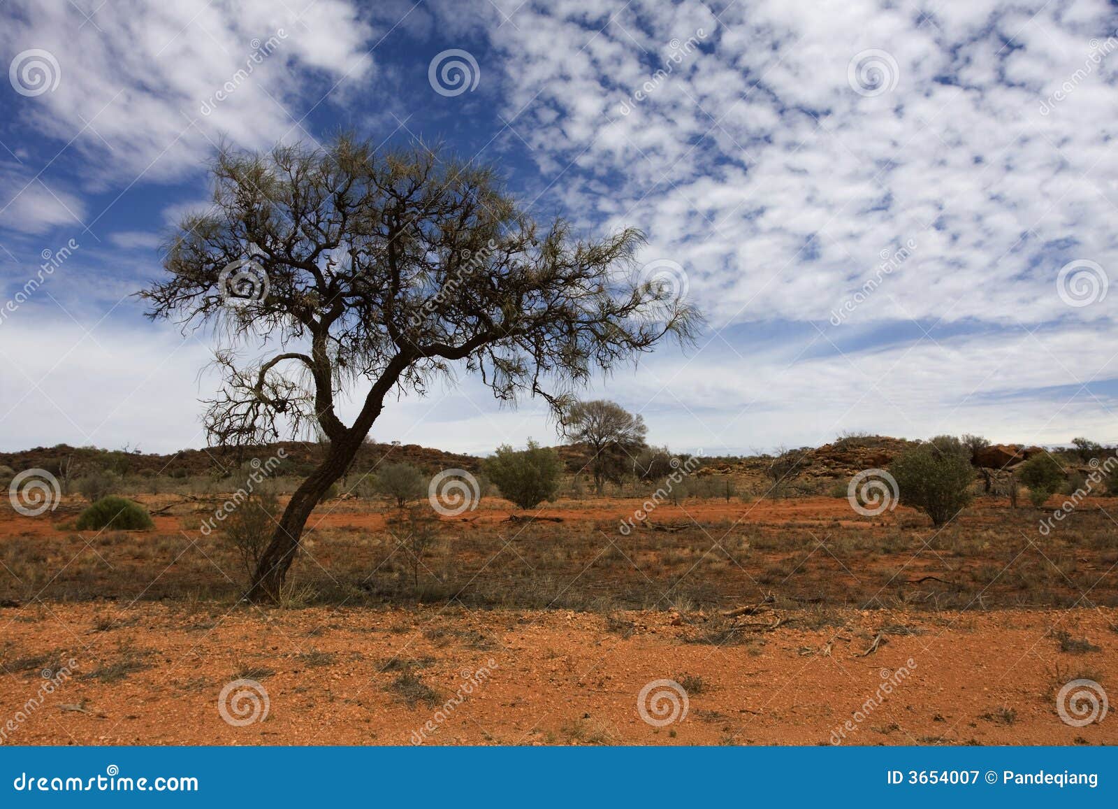 Perfect Tree stock image. Image of australia, agriculture - 3654007