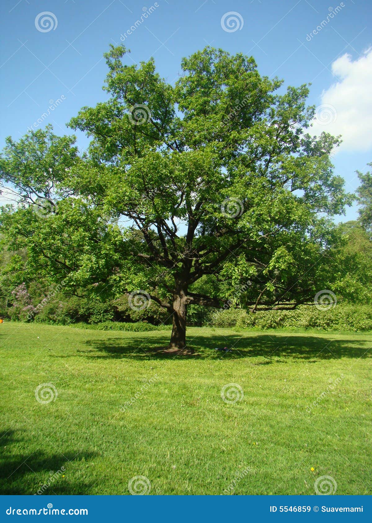 PERFECT TREE stock image. Image of green, cloud, summer - 5546859