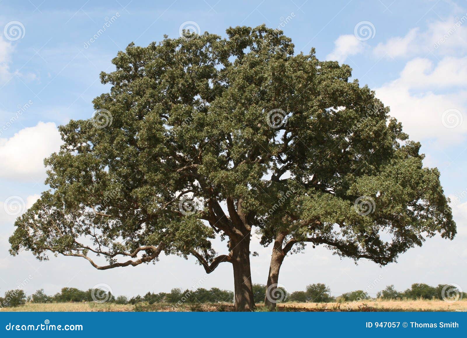 Perfect Tree On White Background. Royalty-Free Stock Photography ...