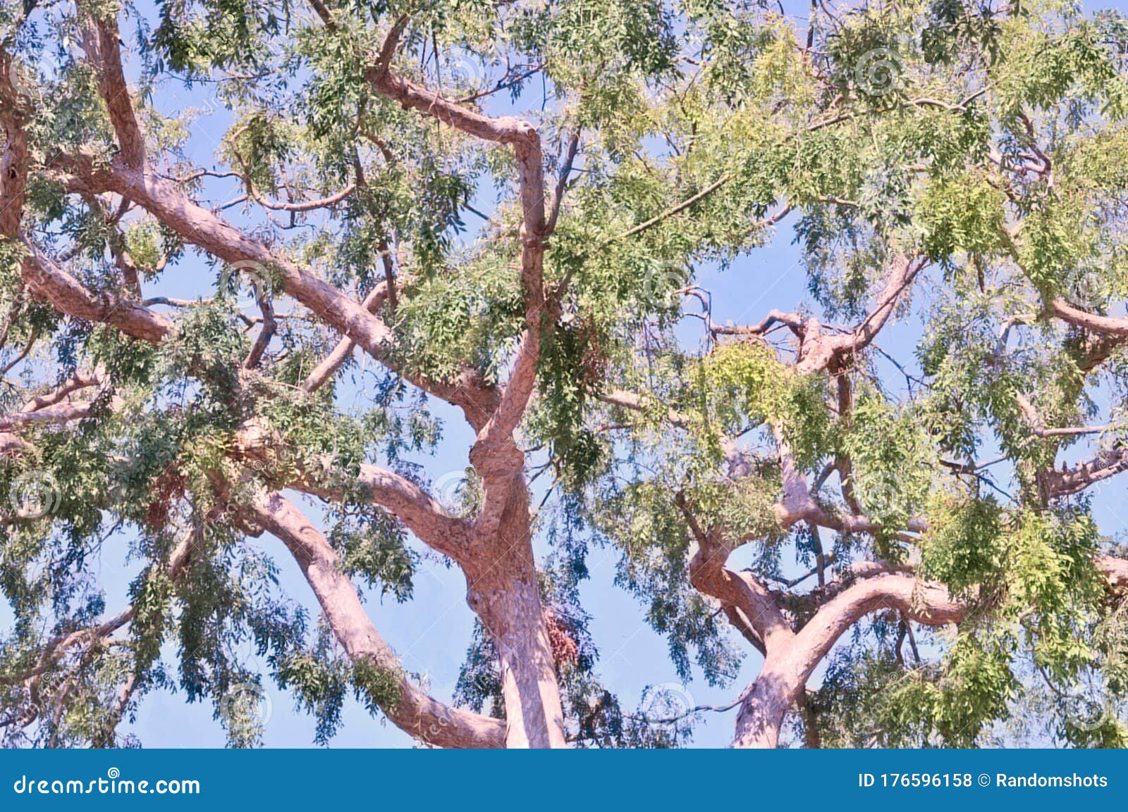 A Perfect Tree for Climbing Stock Photo - Image of tree, climb: 176596158