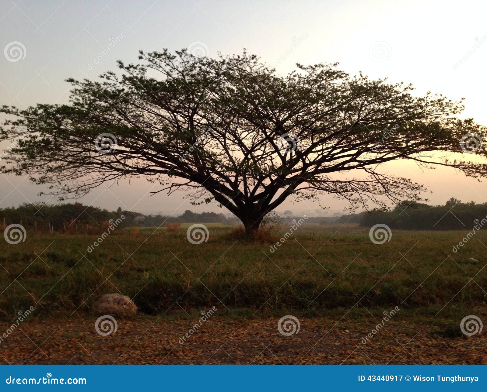 Perfect tree form stock image. Image of branch, landscape - 43440917