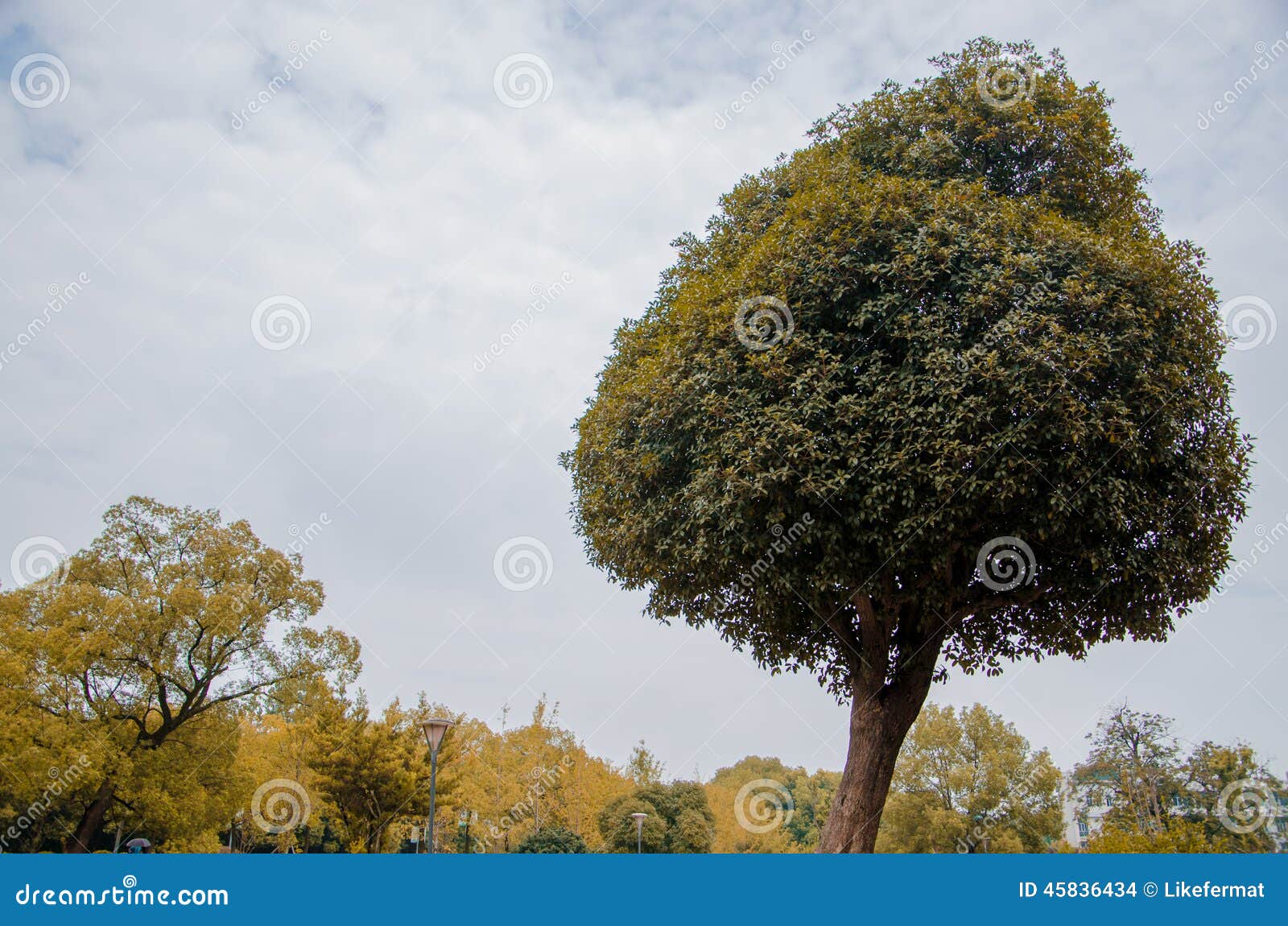 Perfect Tree stock photo. Image of leaves, peaceful, farm - 45836434