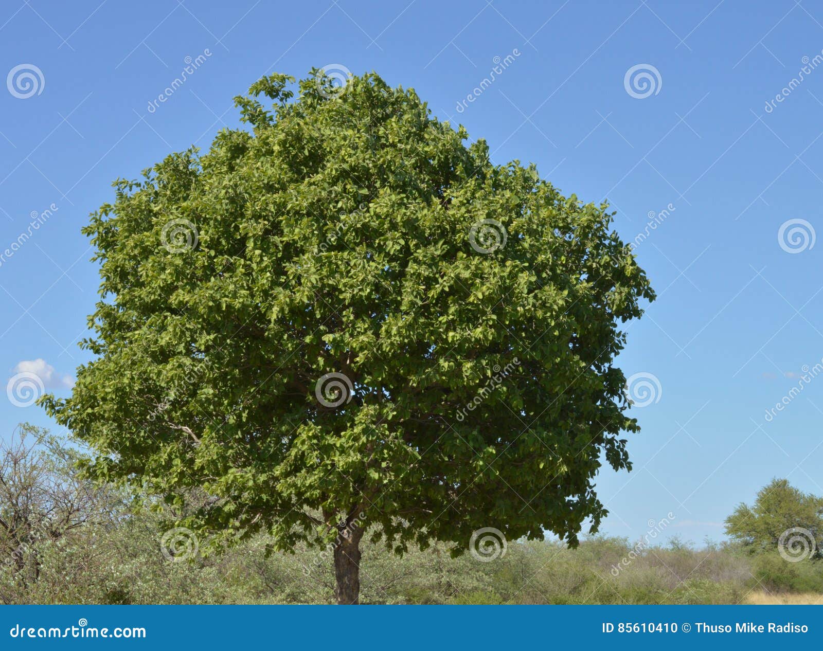 Perfect tree stock photo. Image of tree, forest, tranquil - 85610410