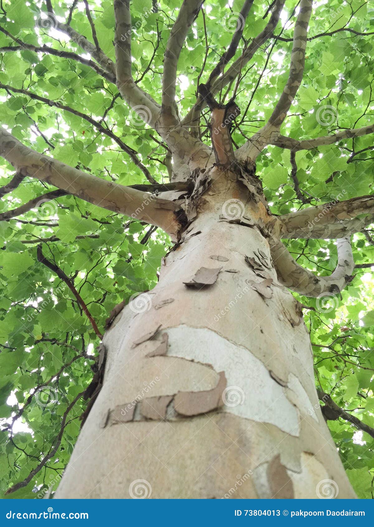 Perfect Tree stock image. Image of green, perfect, leaves - 73804013