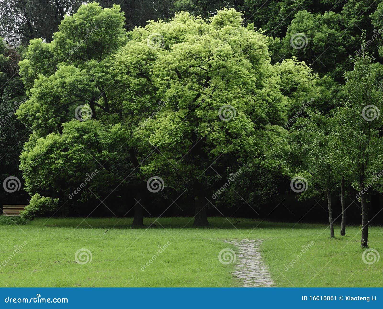 Perfect Twin Camphor Trees stock image. Image of home - 16010061