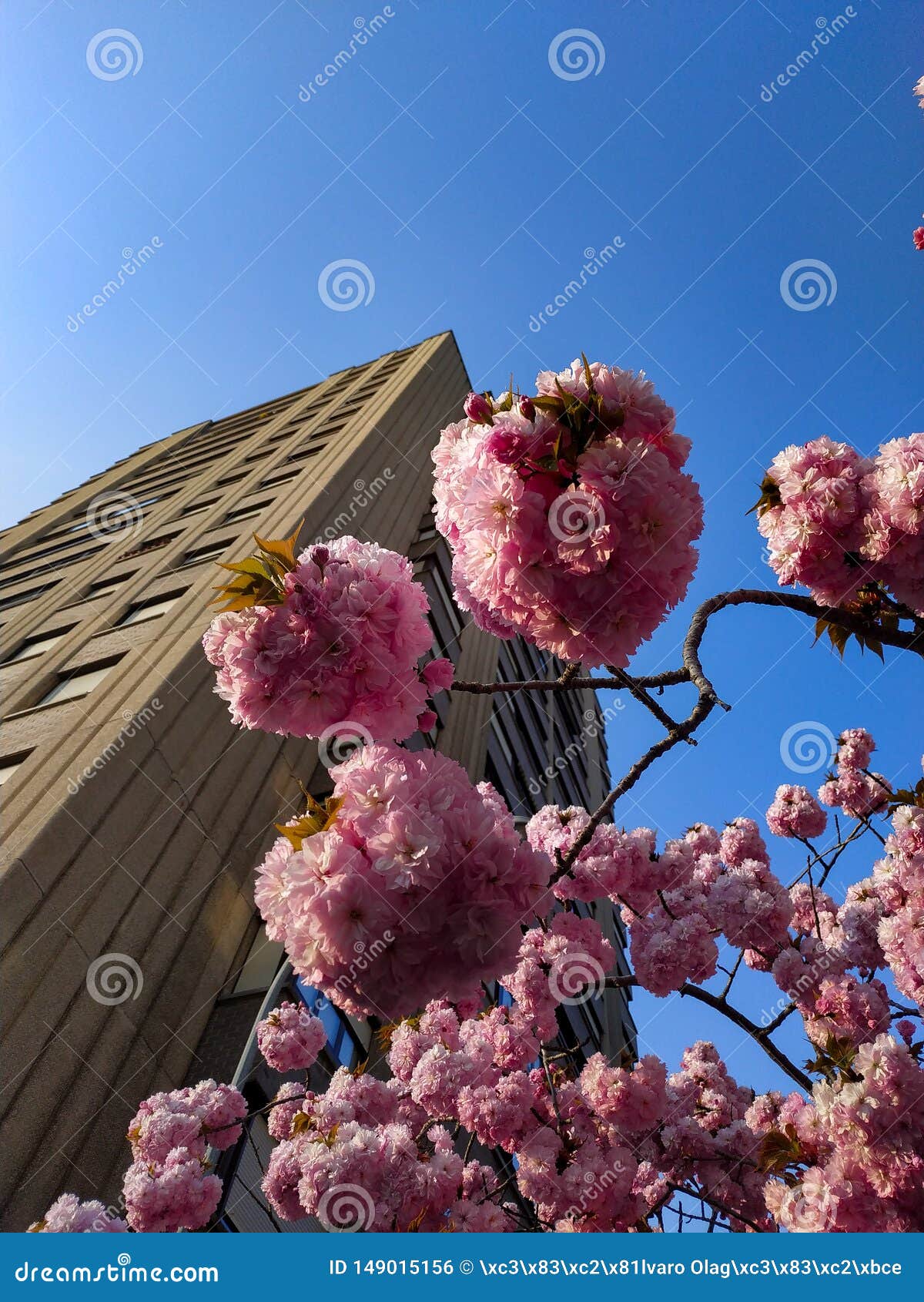 The Perfect Union between Flowers and Architecture Stock Photo - Image ...