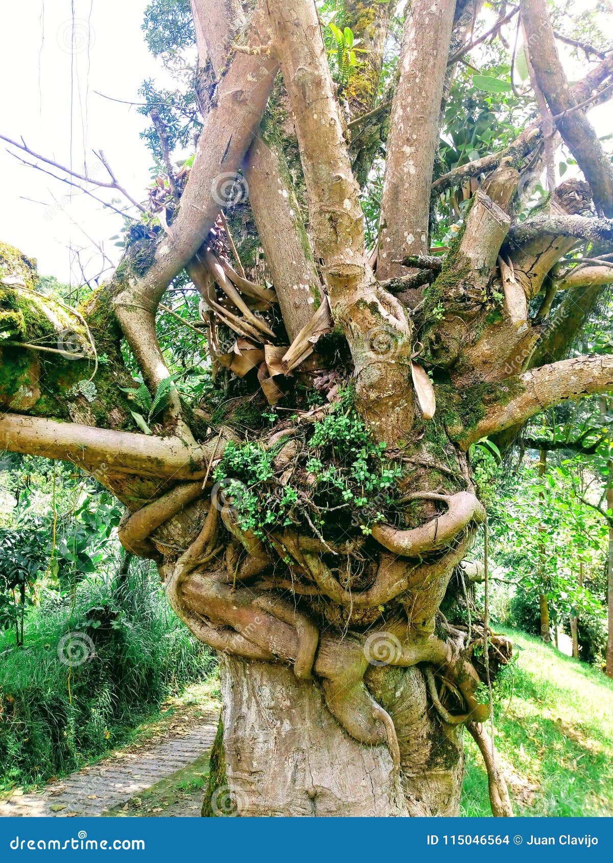 Perfect union tree stock photo. Image of perfect, madera - 115046564