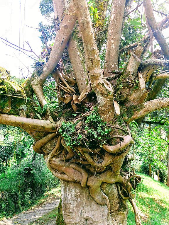 Perfect union tree stock photo. Image of perfect, madera - 115046564