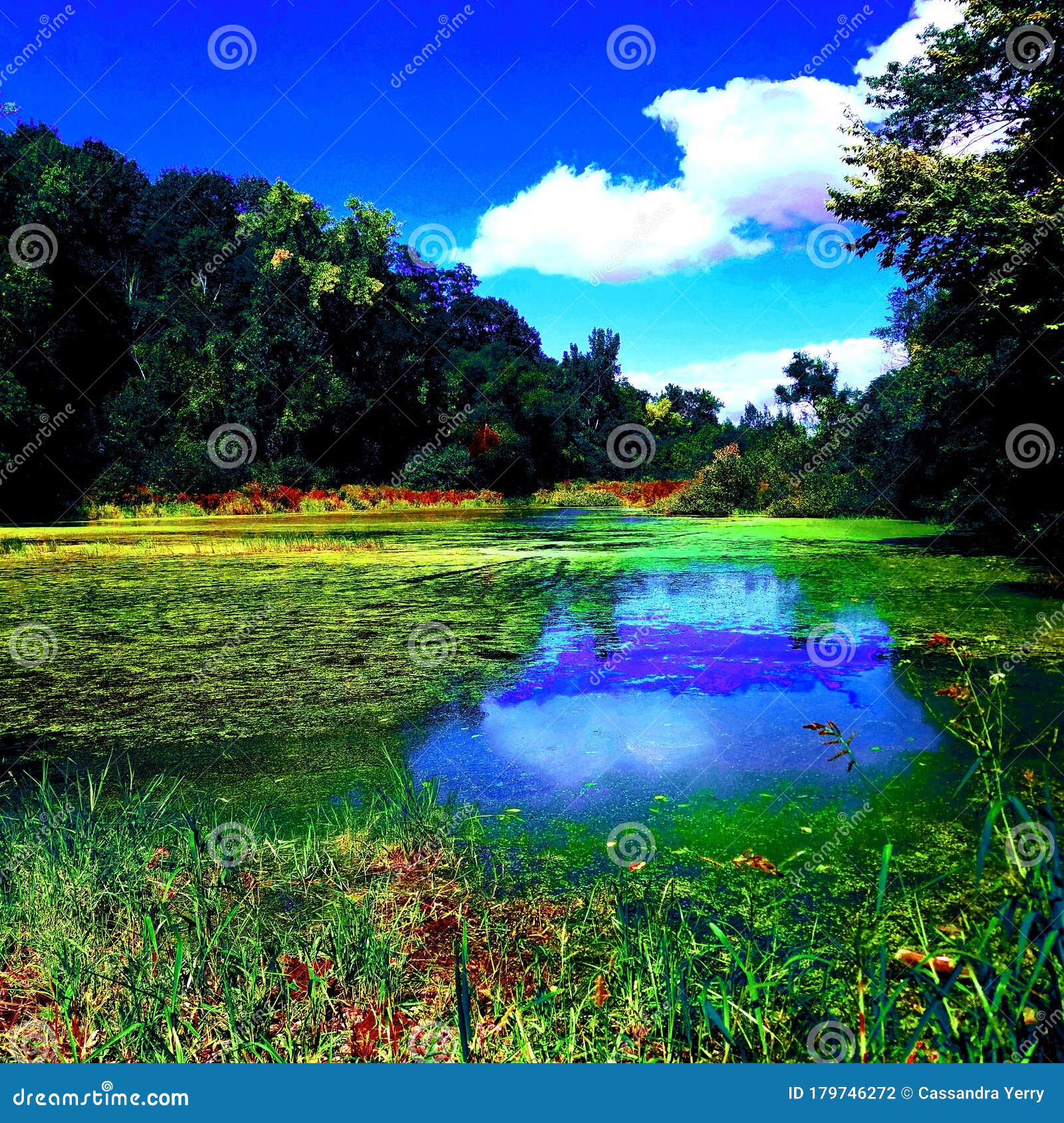 A perfect view stock photo. Image of pond, water, trees - 179746272
