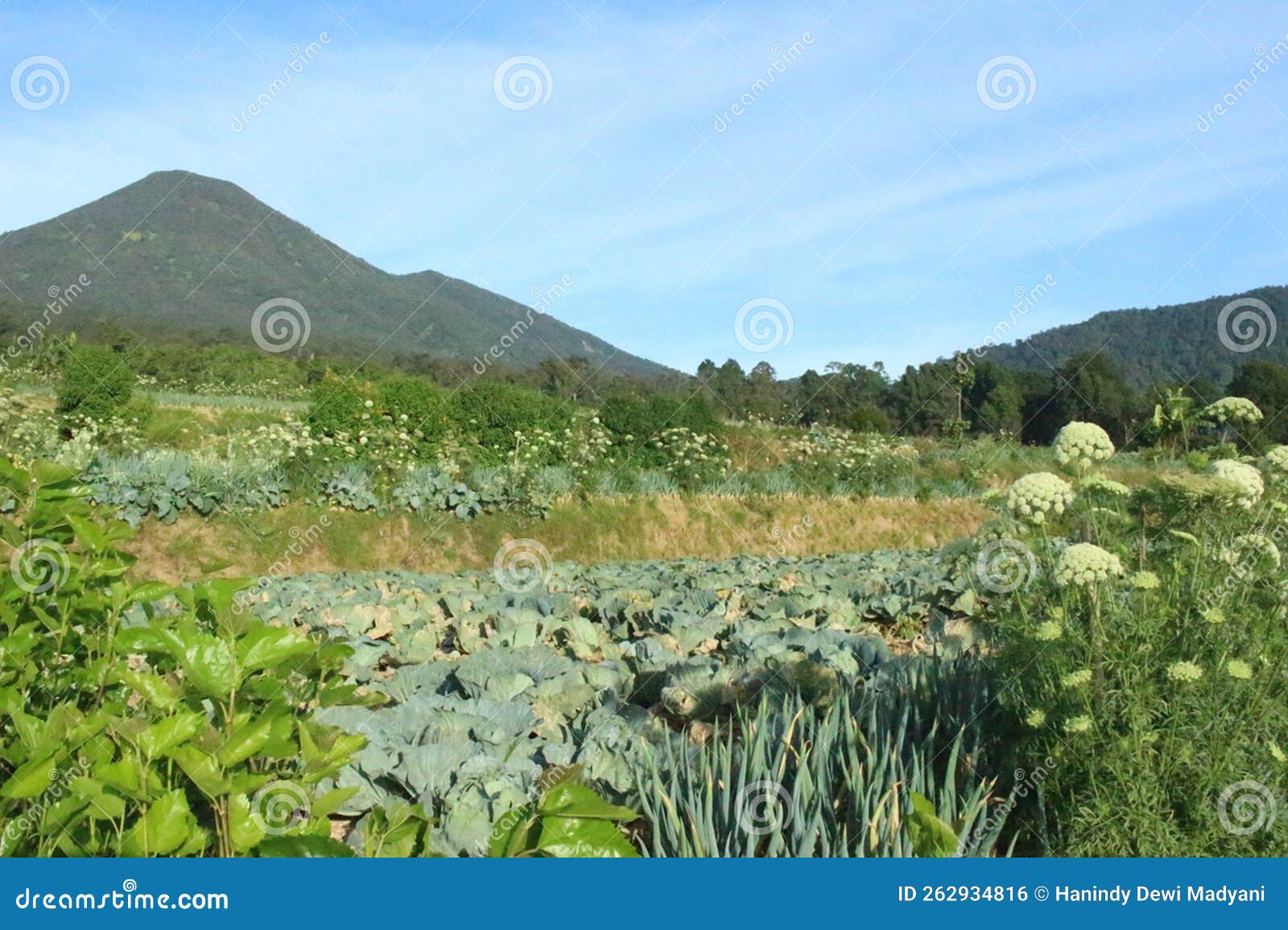 Perfect view from Puncak stock photo. Image of puncak - 262934816