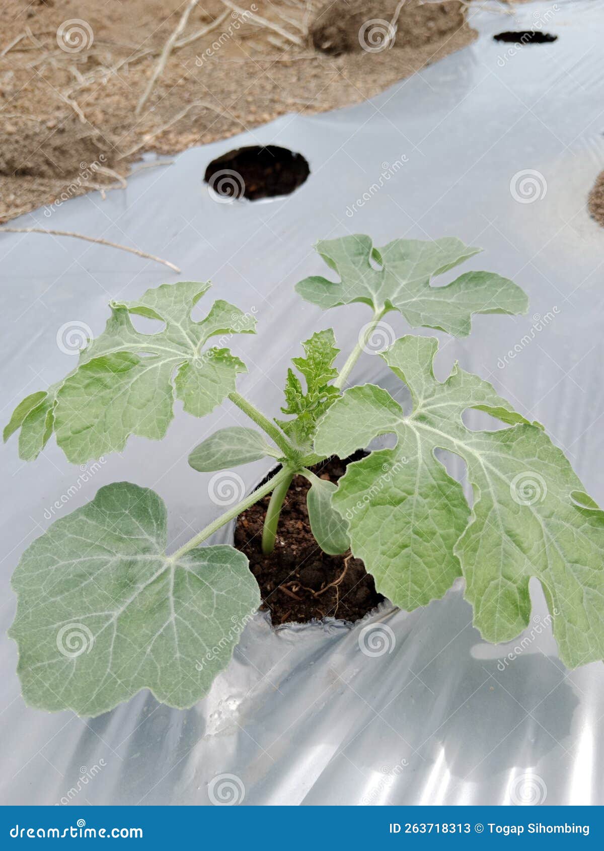 Perfect Watermelon Growth and Development Stock Image - Image of insect ...