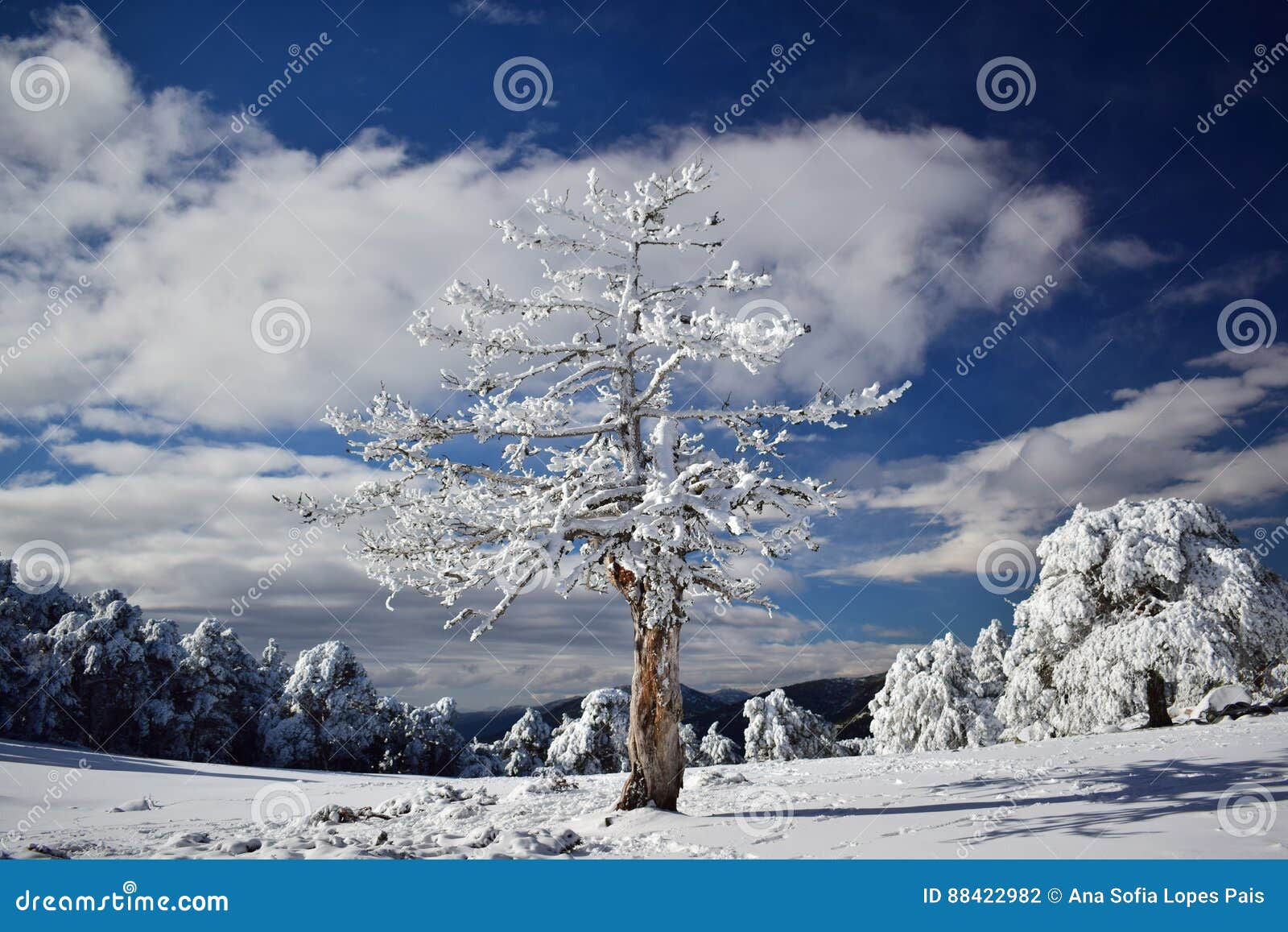 Perfect winter day stock photo. Image of frozen, landscape - 88422982