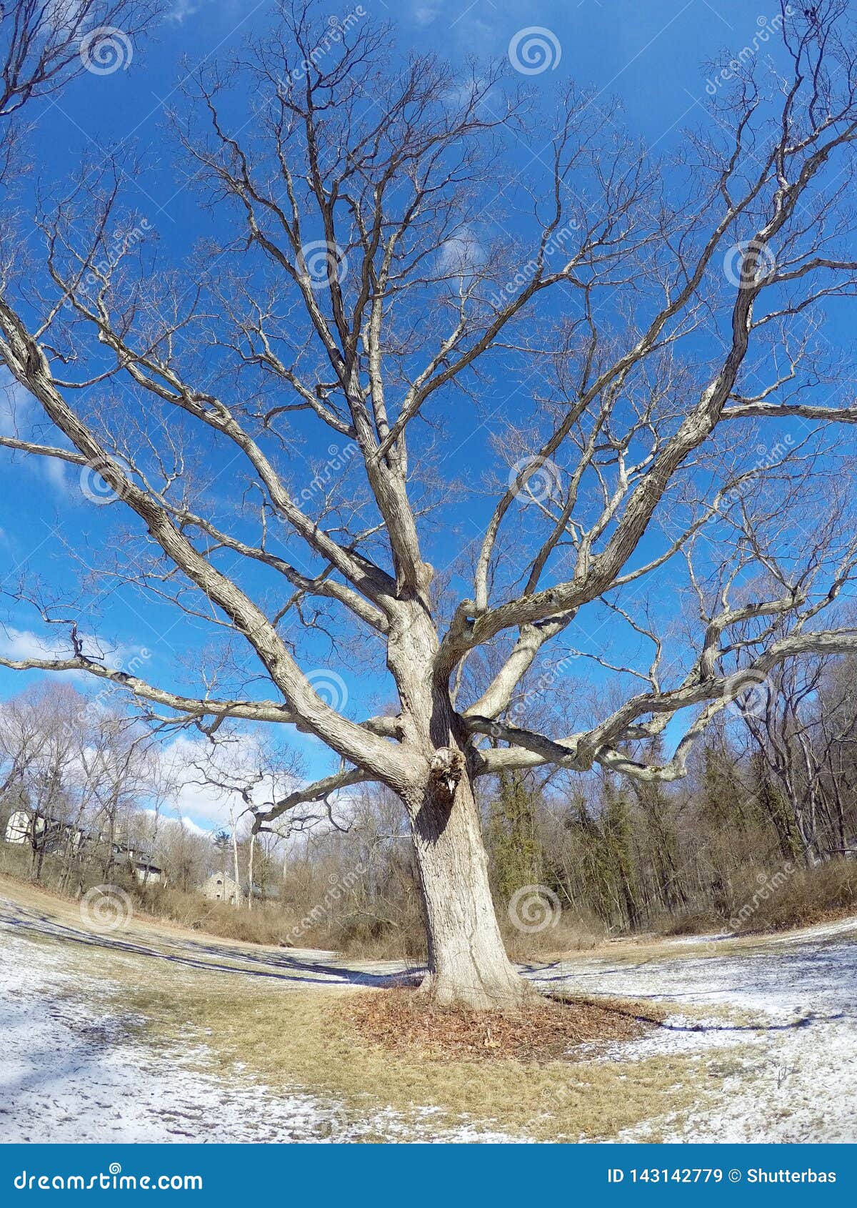 Perfect winter day stock image. Image of branches, skies - 143142779