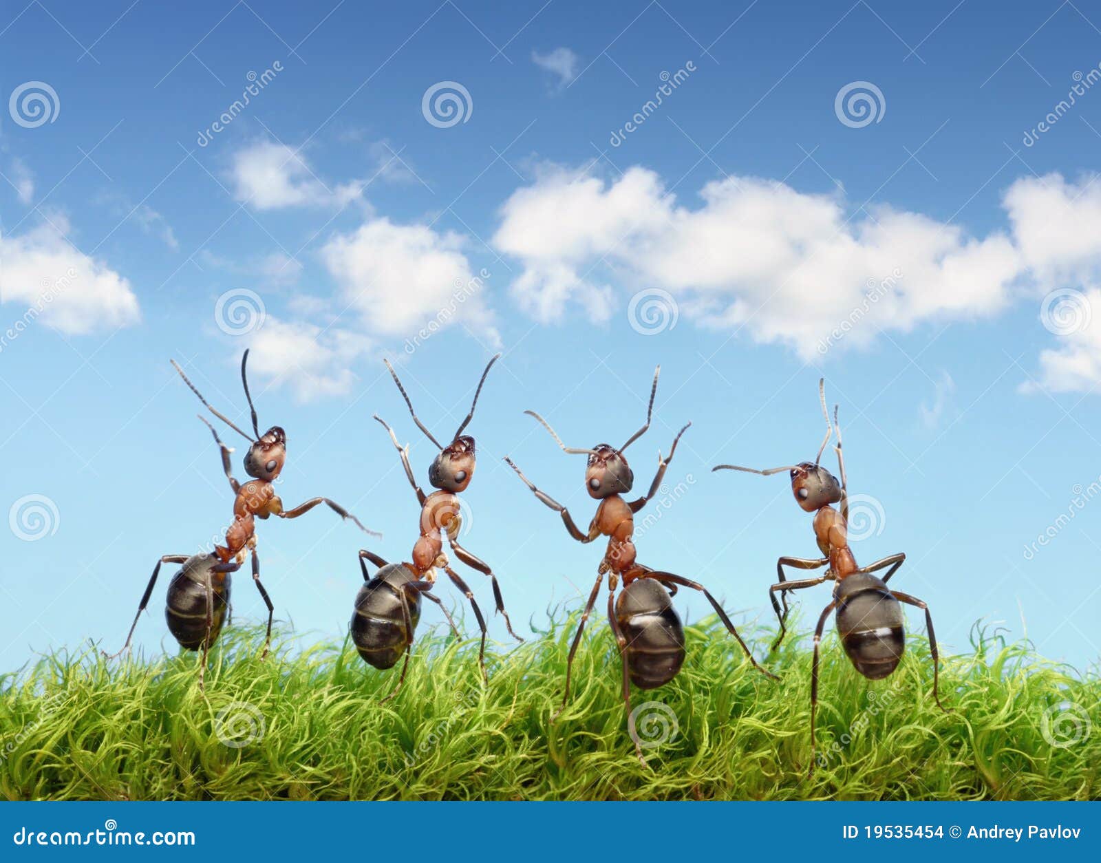 Perfect Work Team Concept, Ants Under Blue Sky Stock Photo - Image of ...