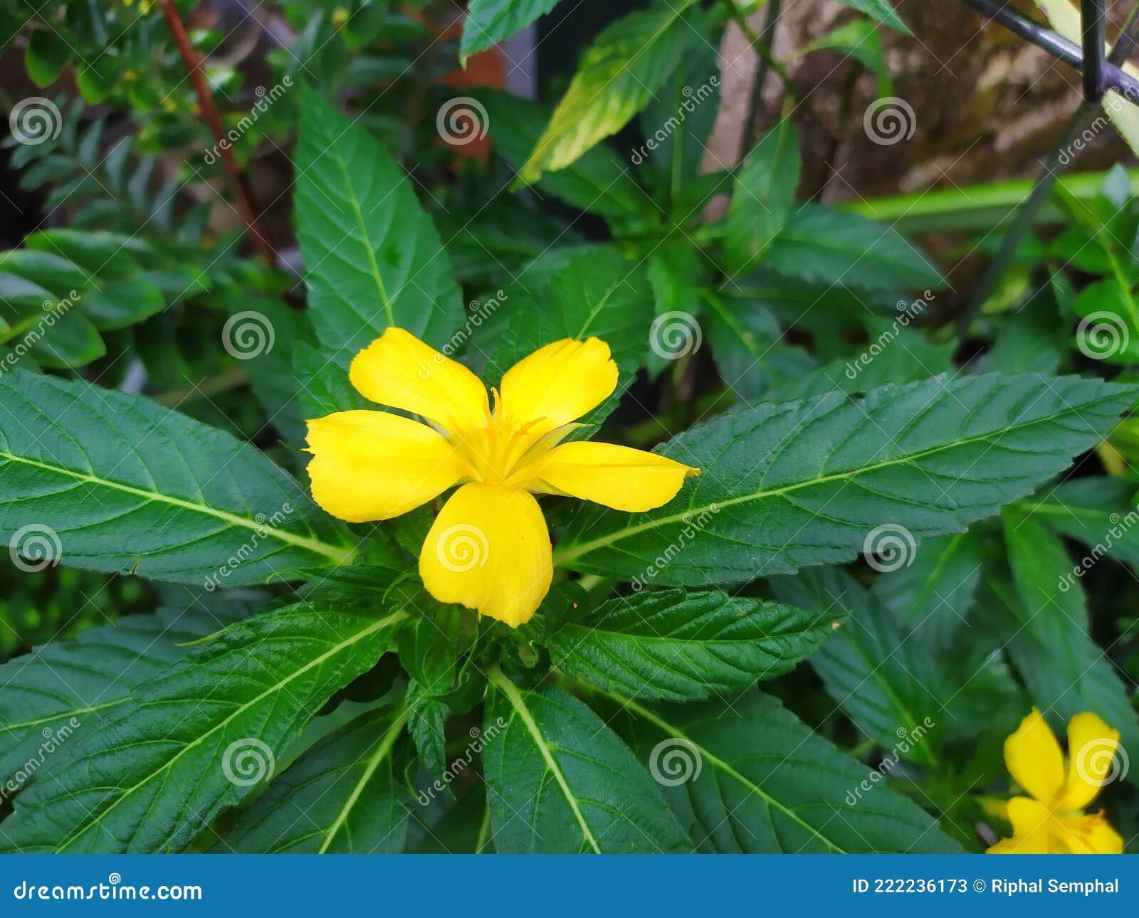 Flower Of Five Petals Royalty-Free Stock Photography | CartoonDealer ...