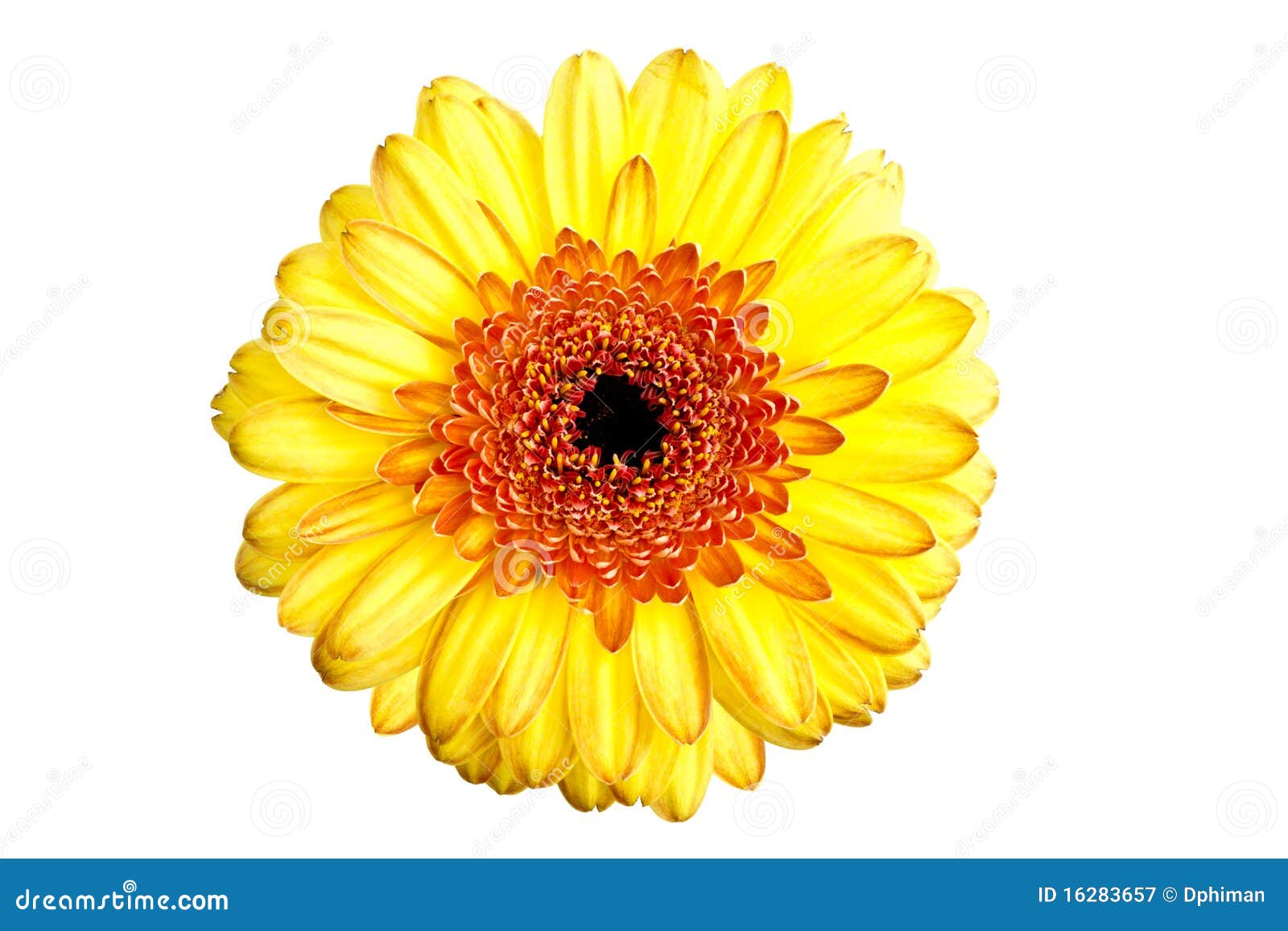 Perfect Yellow Gerber Daisy Stock Image - Image of bloom, florist: 16283657