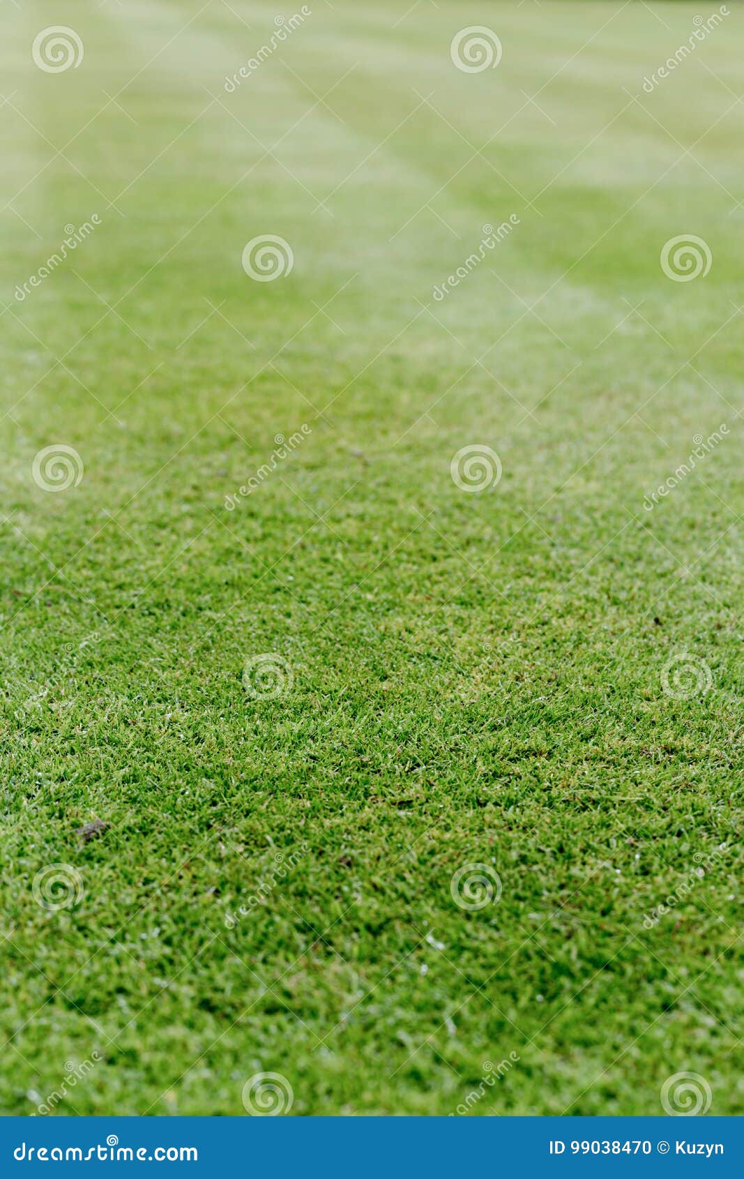 Perfectly Cut Grass Greenery Background Stock Photo - Image of league ...