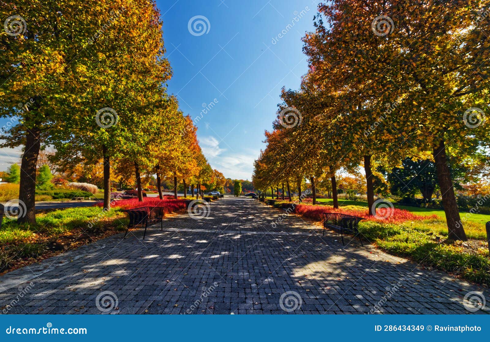 Perfectly Fall Colored Pathway with Lined Trees , Niagara Falls, on ...