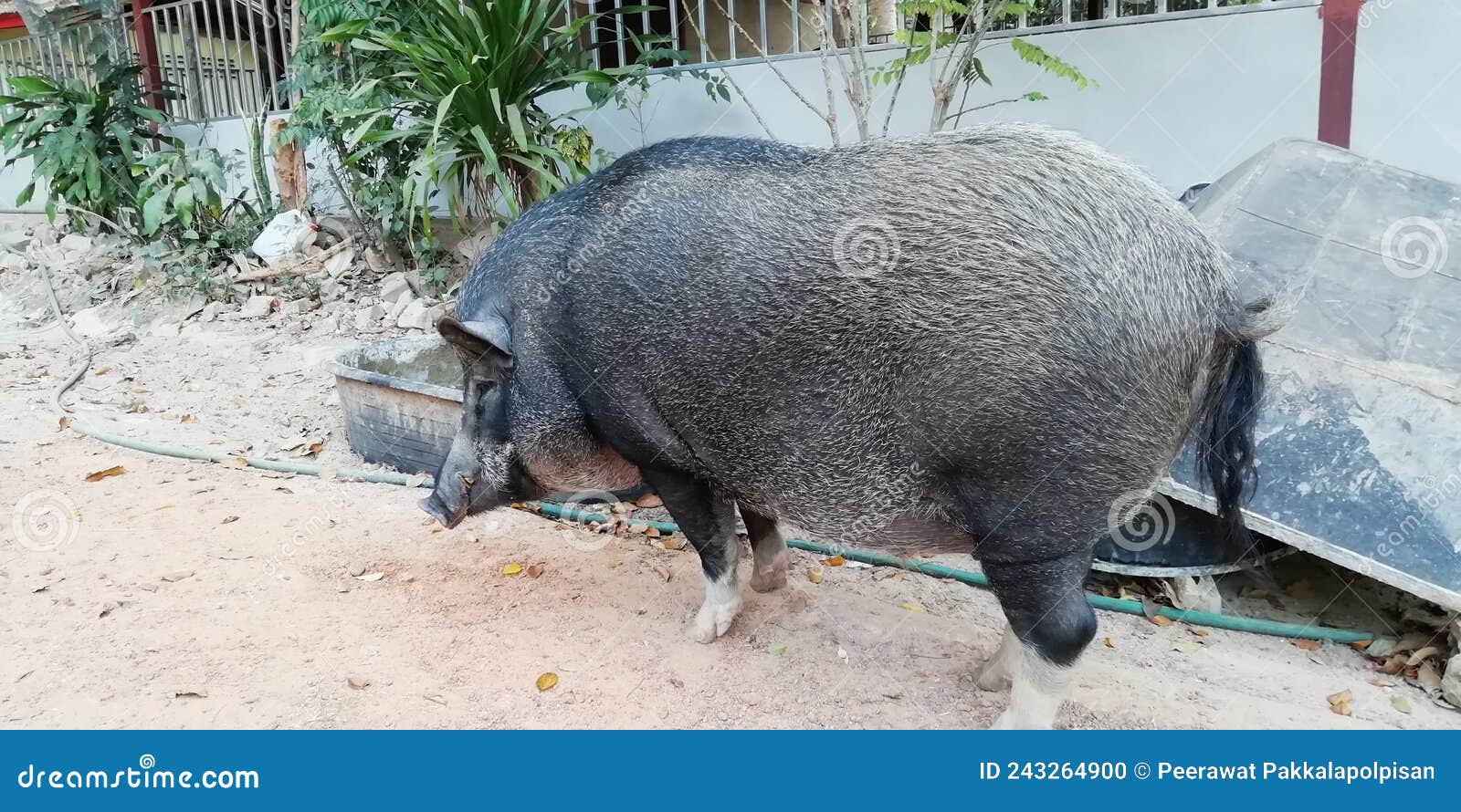 A perfectly fat pig, stock photo. Image of wildlife - 243264900