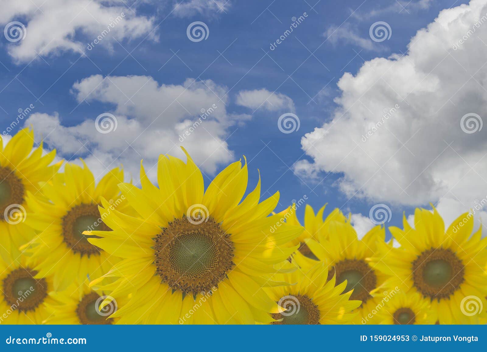 Perfectly Grown Sunflower in Front of Blue Sky Stock Image - Image of ...