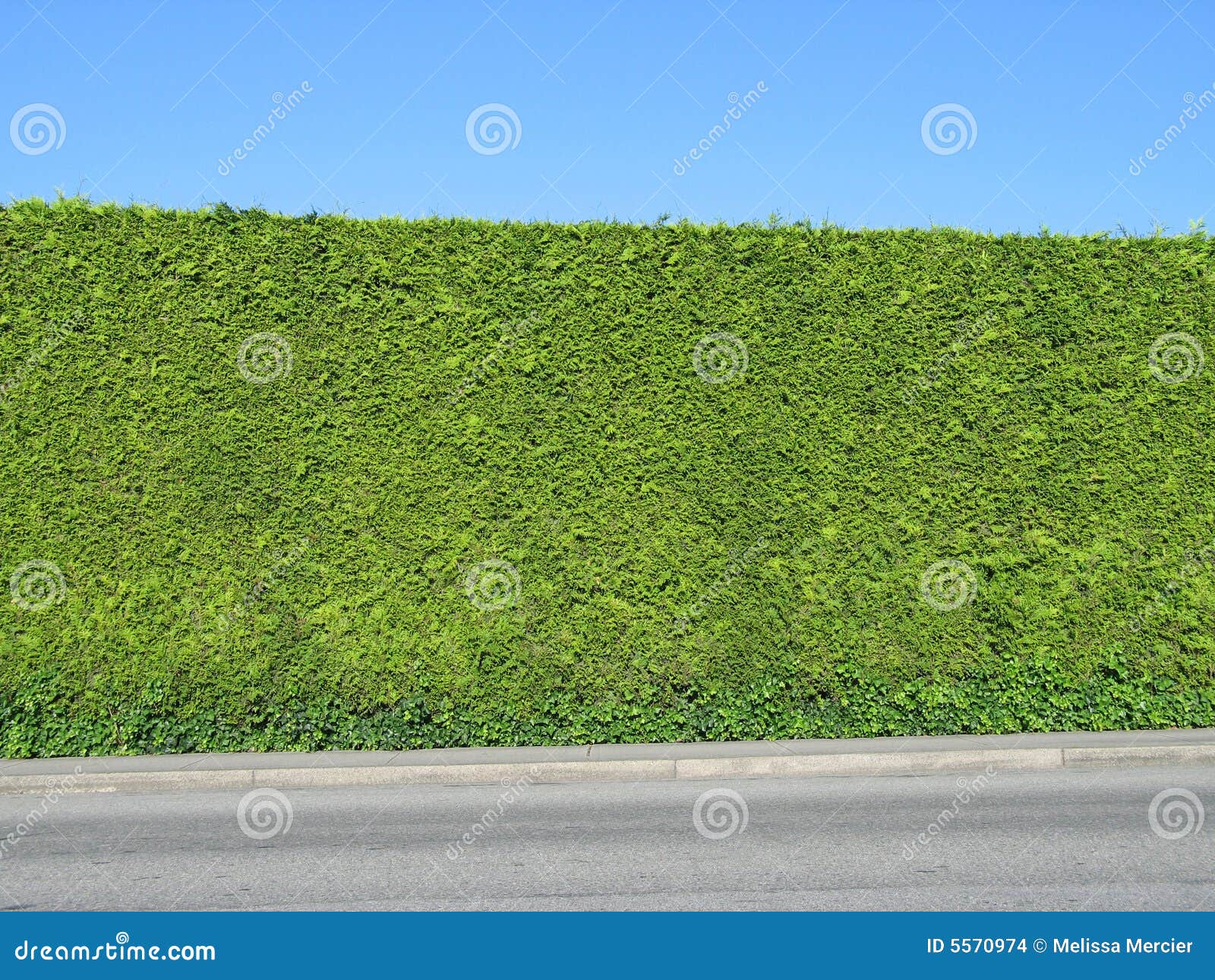 Perfectly Cut Box Hedge At Biddulph Grange Stock Photo | CartoonDealer ...