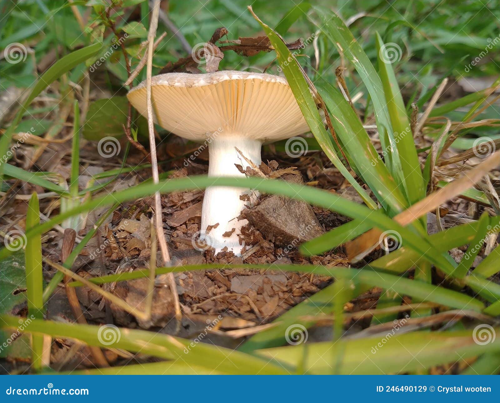 Perfectly peach mushroom stock image. Image of mushroom - 246490129